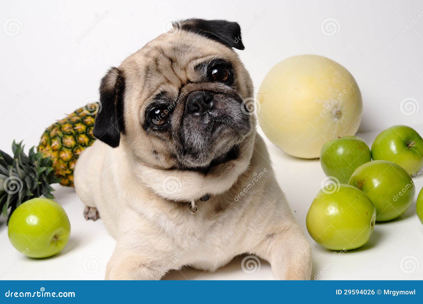 Cute Pug Playing with Fruits Stock Photo - Image of pretty, good: 29594026