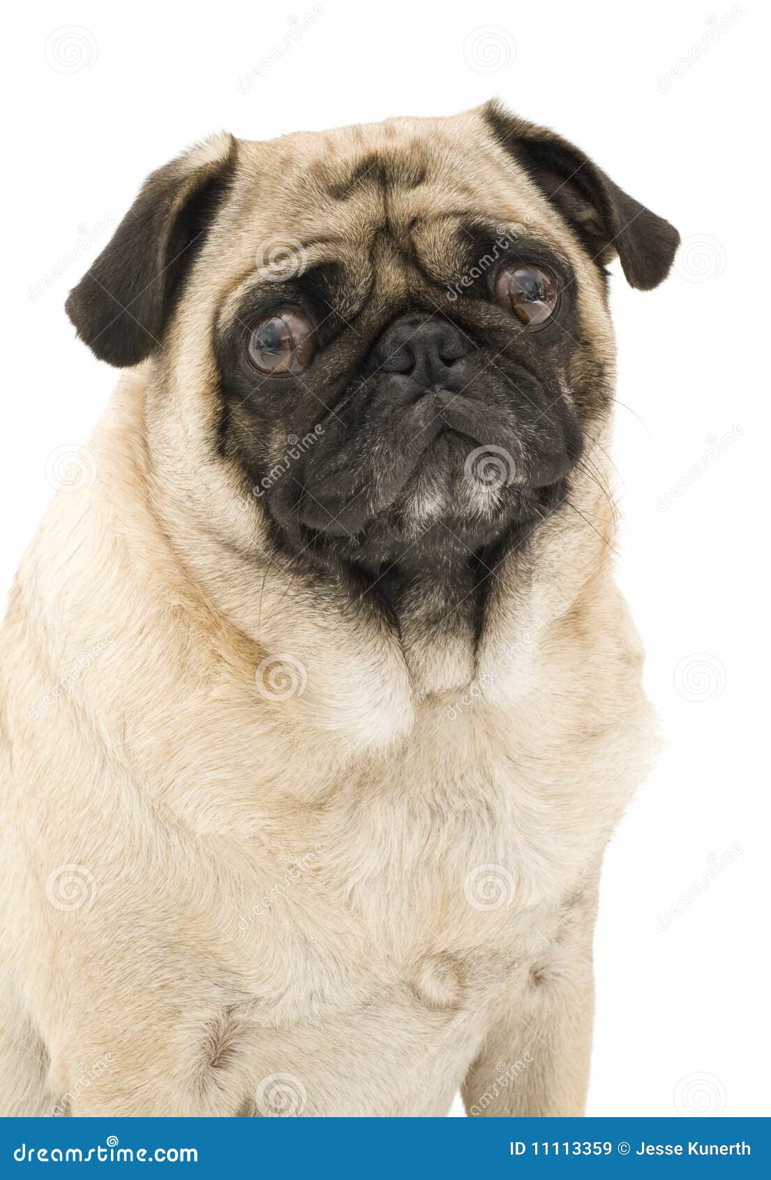 Cute Pug Portrait stock image. Image of expressive, animal - 11113359