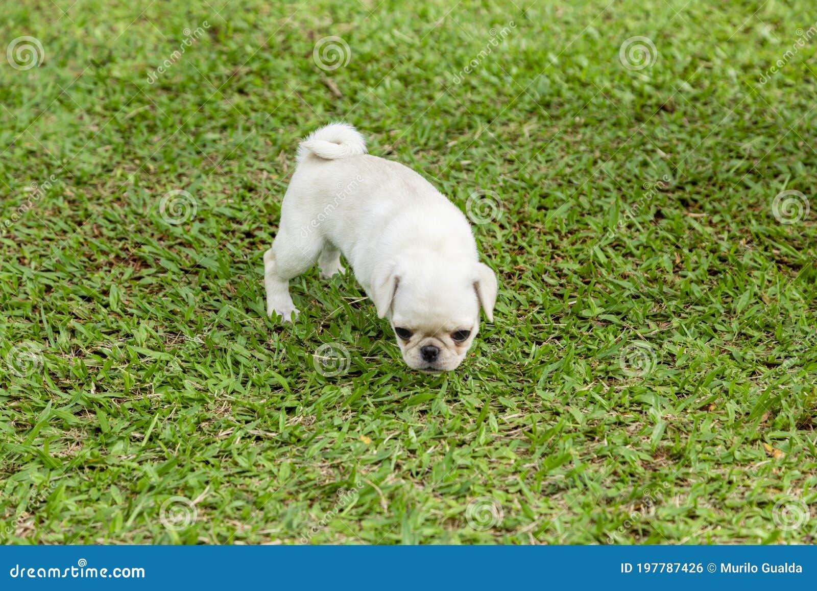 Cute Pug Puppies Playing in the Garden Stock Photo - Image of happy ...