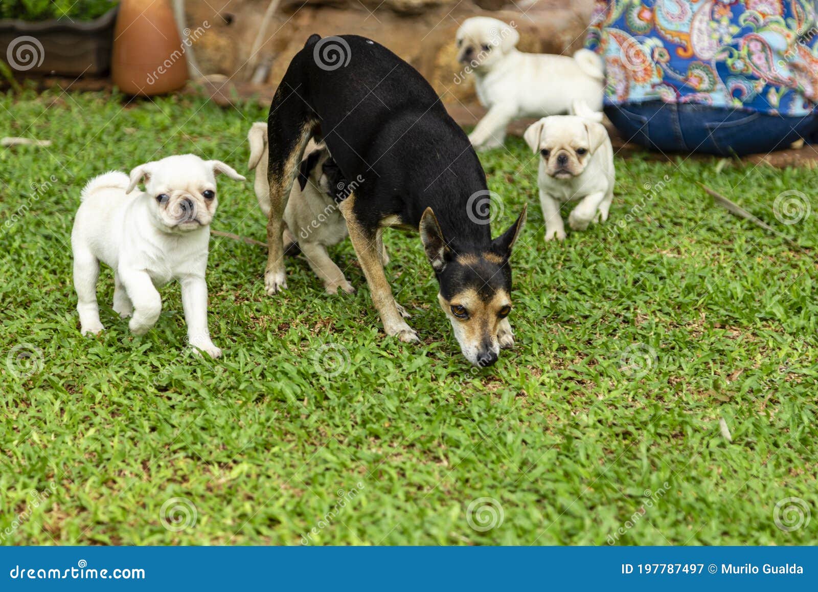 Cute Pug Puppies Playing in the Garden Stock Image - Image of black ...