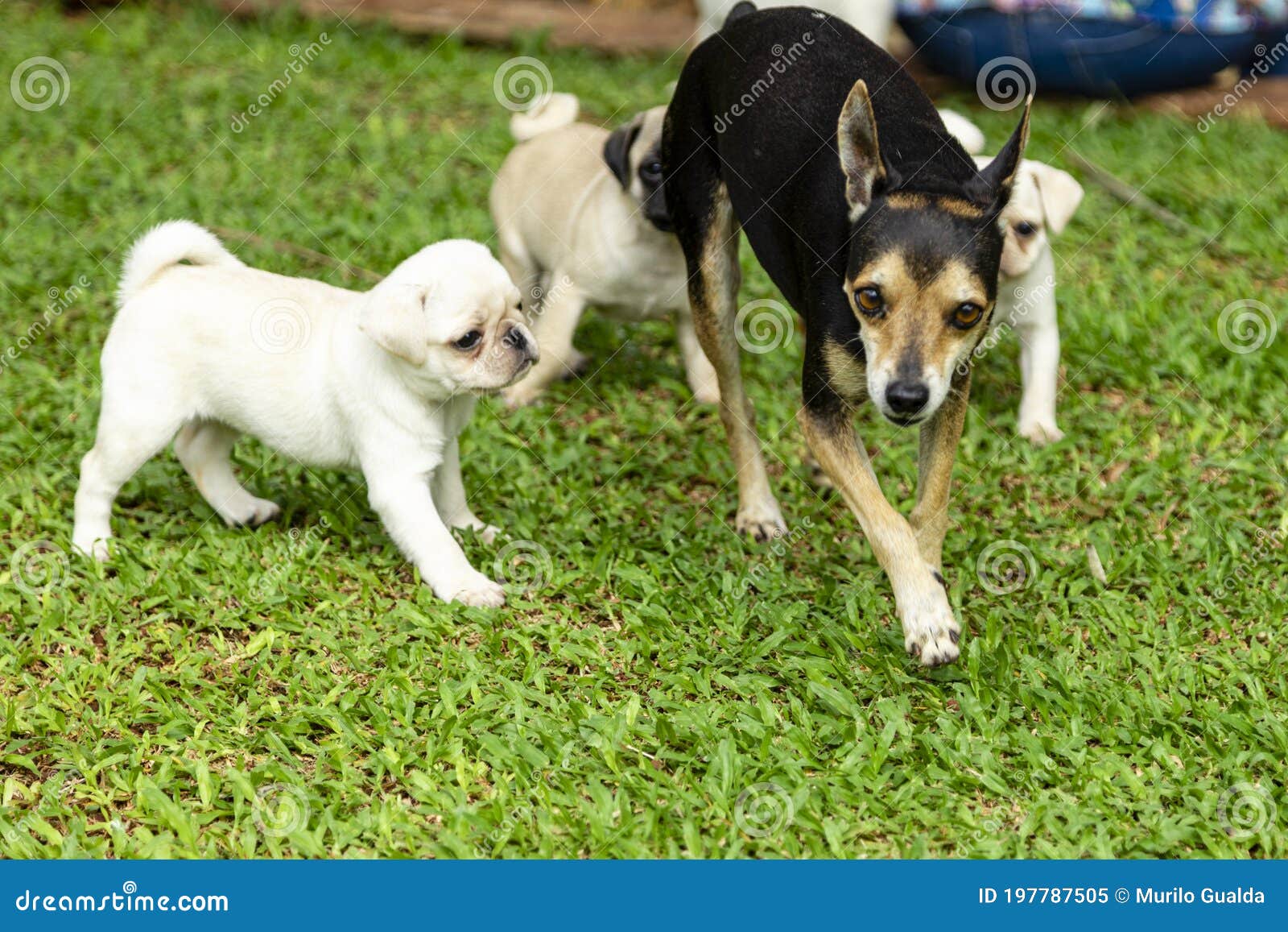 Cute Pug Puppies Playing in the Garden Stock Image - Image of fawn ...
