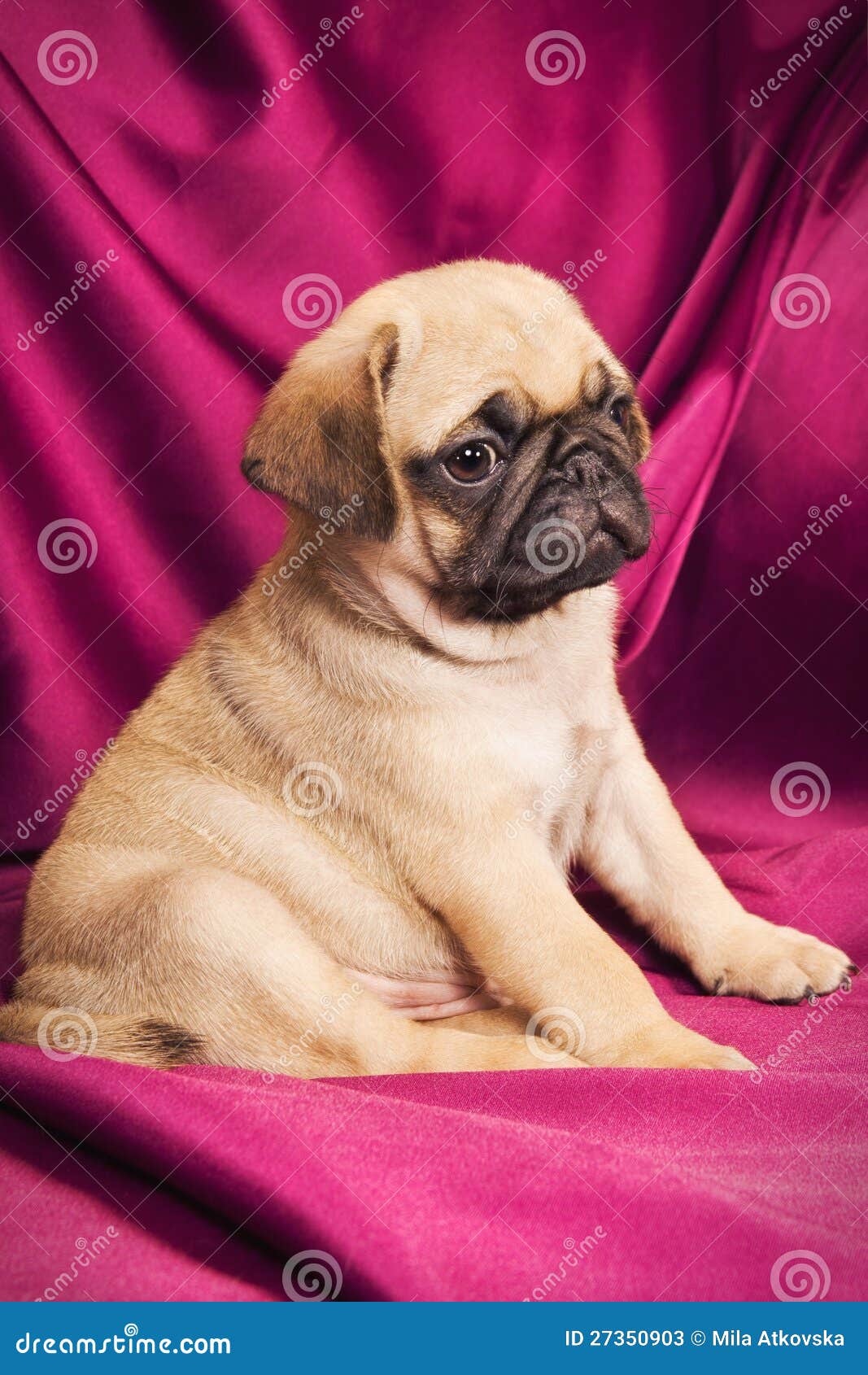 Cute pug puppy stock image. Image of pedigree, purebred - 27350903