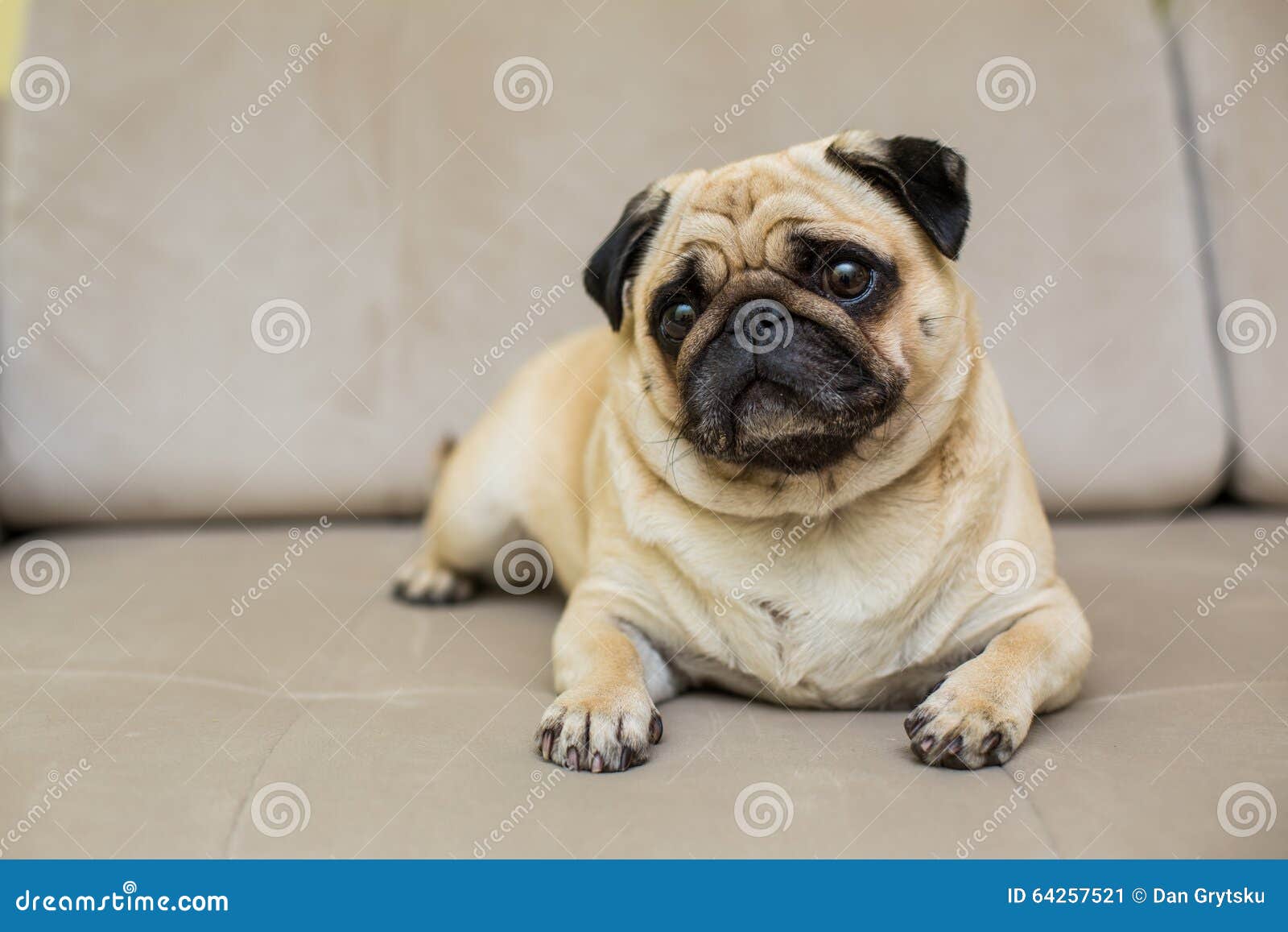 Cute pug puppy dog on sofa stock image. Image of beige - 64257521