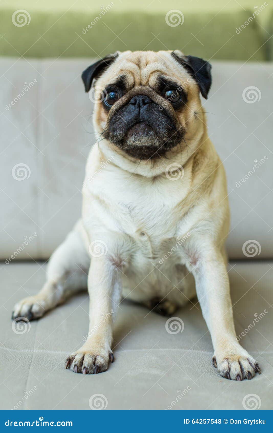 Cute pug puppy dog on sofa stock photo. Image of closeup - 64257548