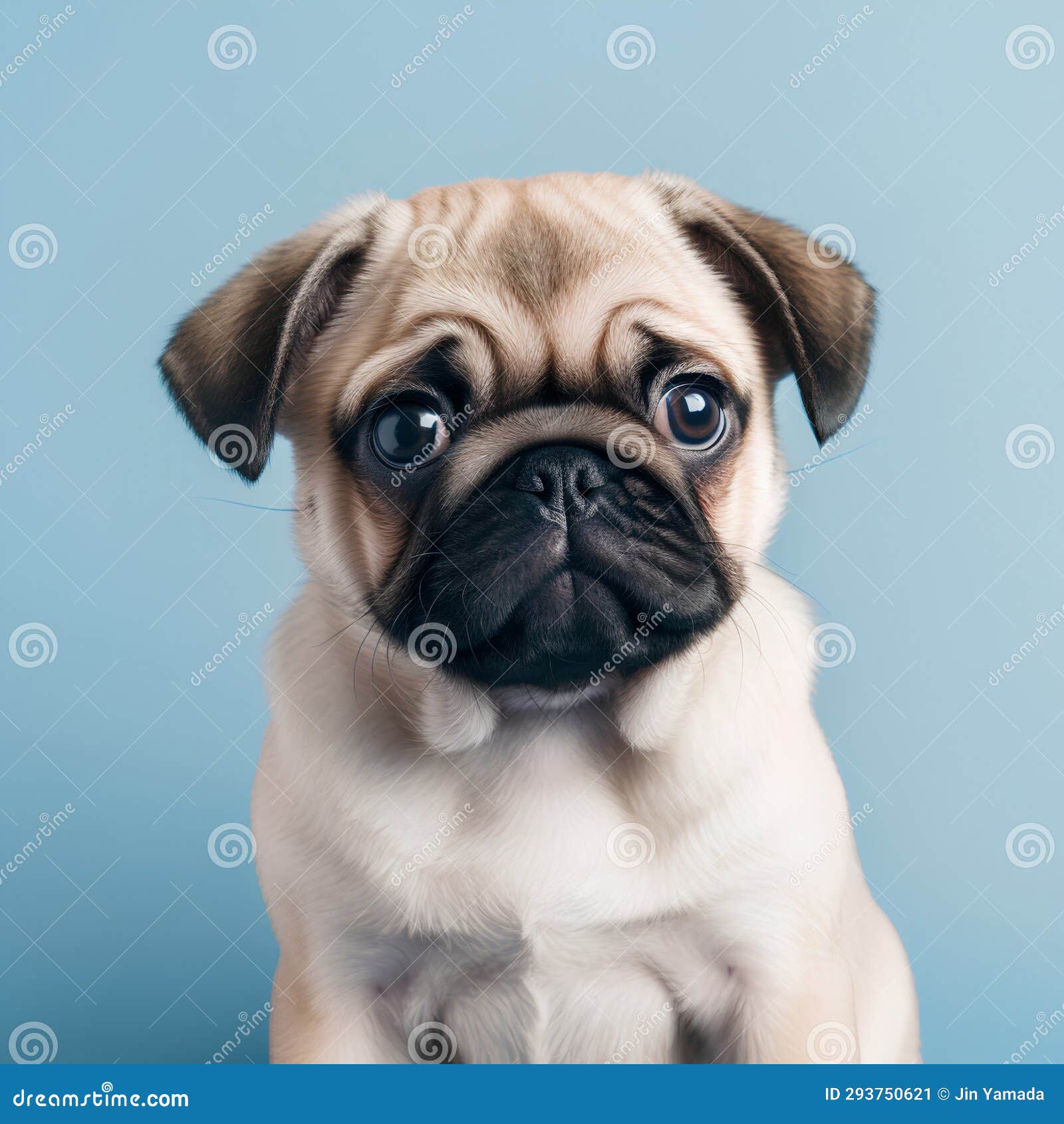 Cute Pug Puppy Sitting on Blue Background. Studio Shot Stock ...