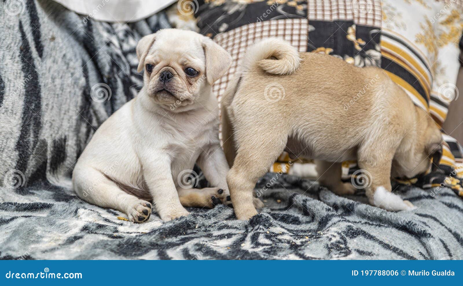 Cute Pug Puppy Sitting on Sofa Stock Photo - Image of isolated, breed ...