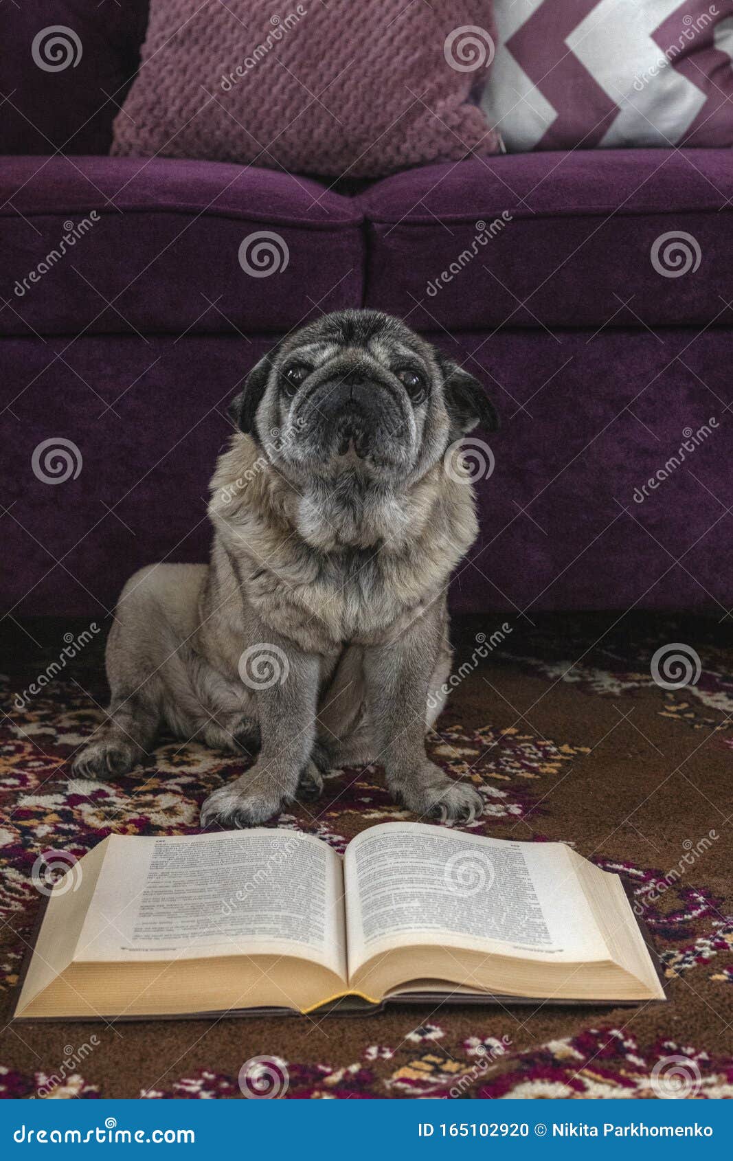 Cute Pug is Reading a Book Sitting on the Floor Stock Photo - Image of ...