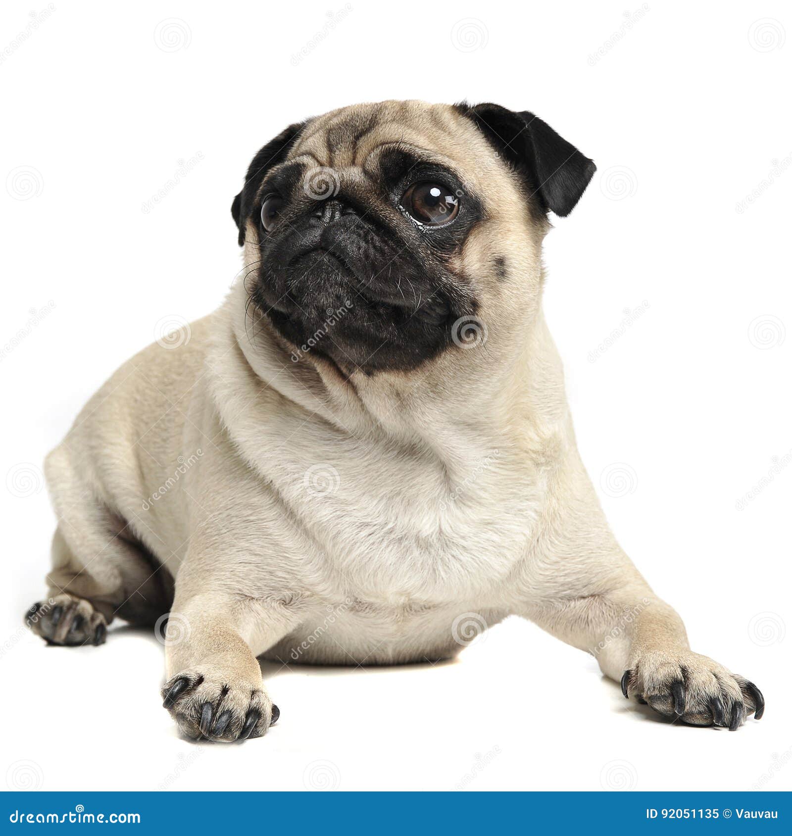 Cute Pug Relaxing in a White Photo Studio Stock Image - Image of white ...