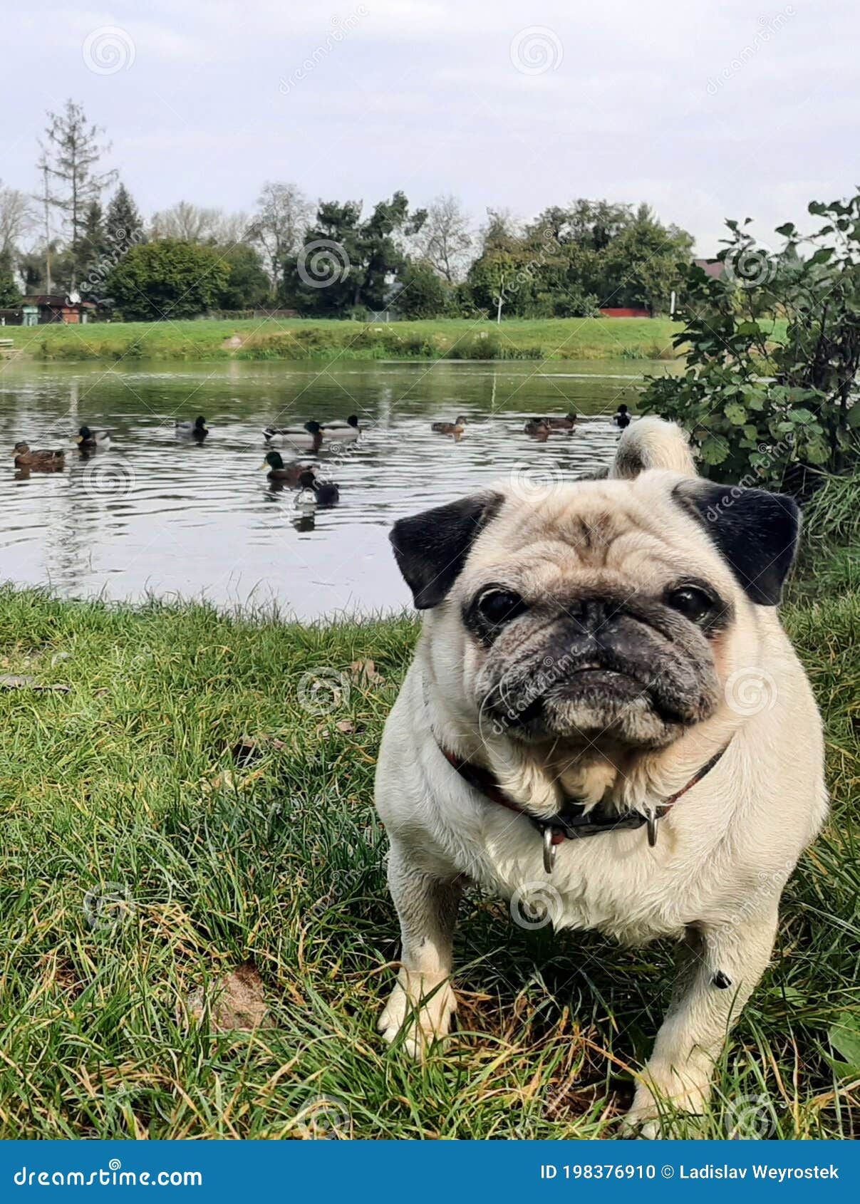 Pug Dog at a River with Ducks in the Background 03 Stock Photo - Image ...
