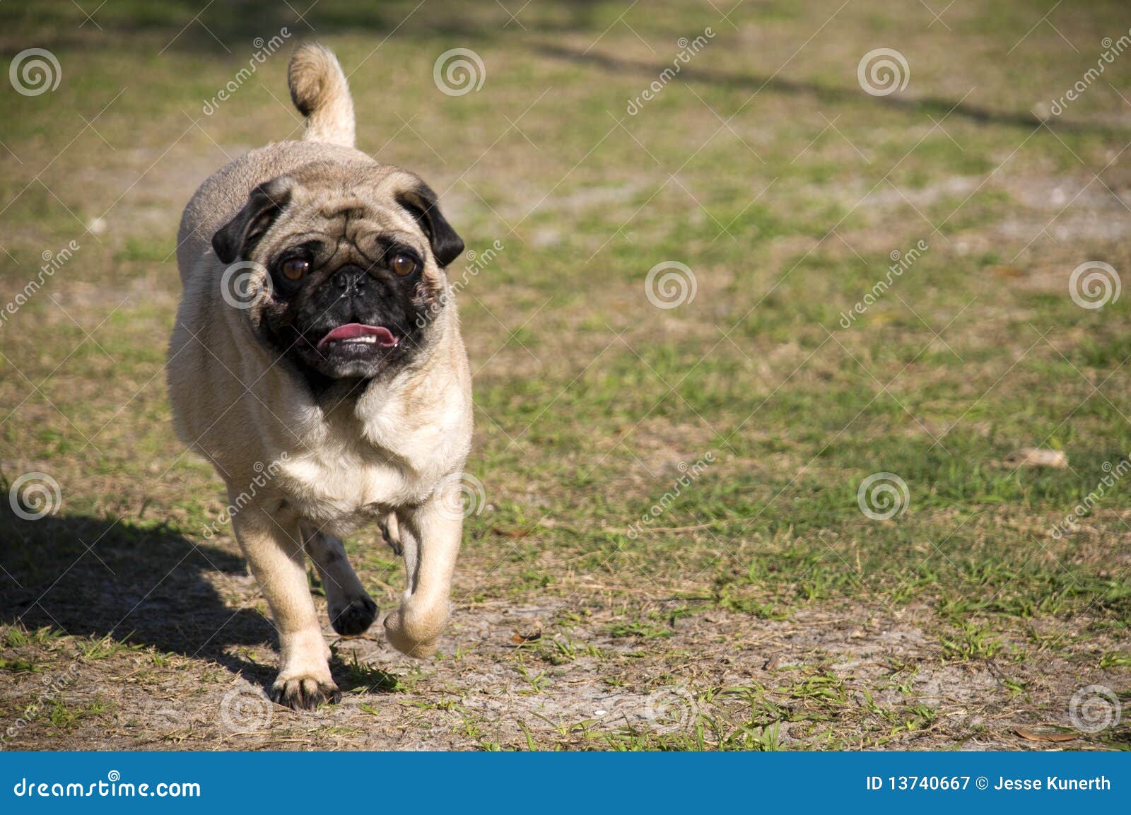 Cute Pug Running at Dog Park Stock Image - Image of curly, playing ...