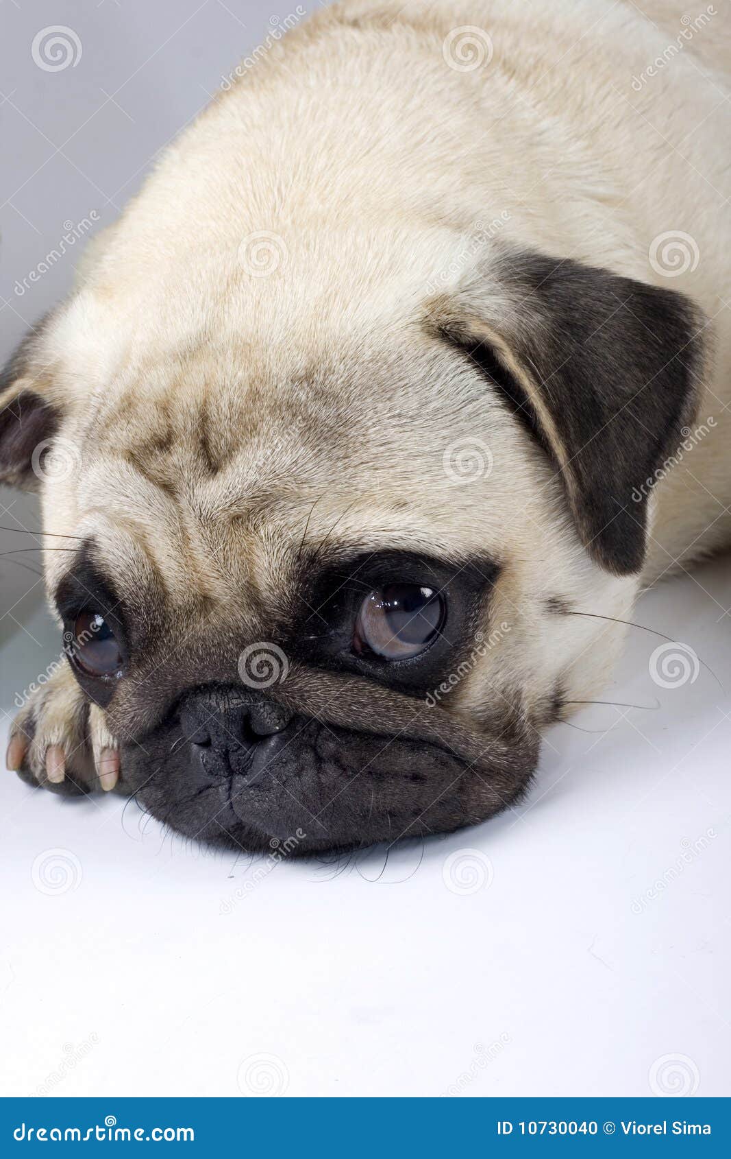 Cute pug with sad eyes stock photo. Image of laying, doggy - 10730040