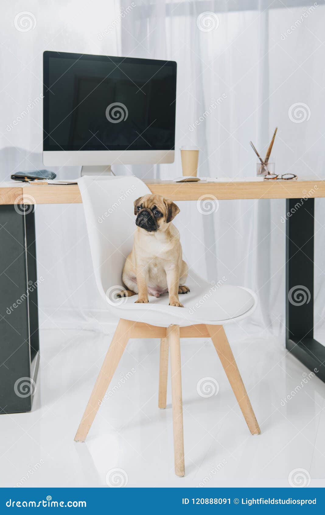 Cute pug sitting on chair stock image. Image of indoors - 120888091