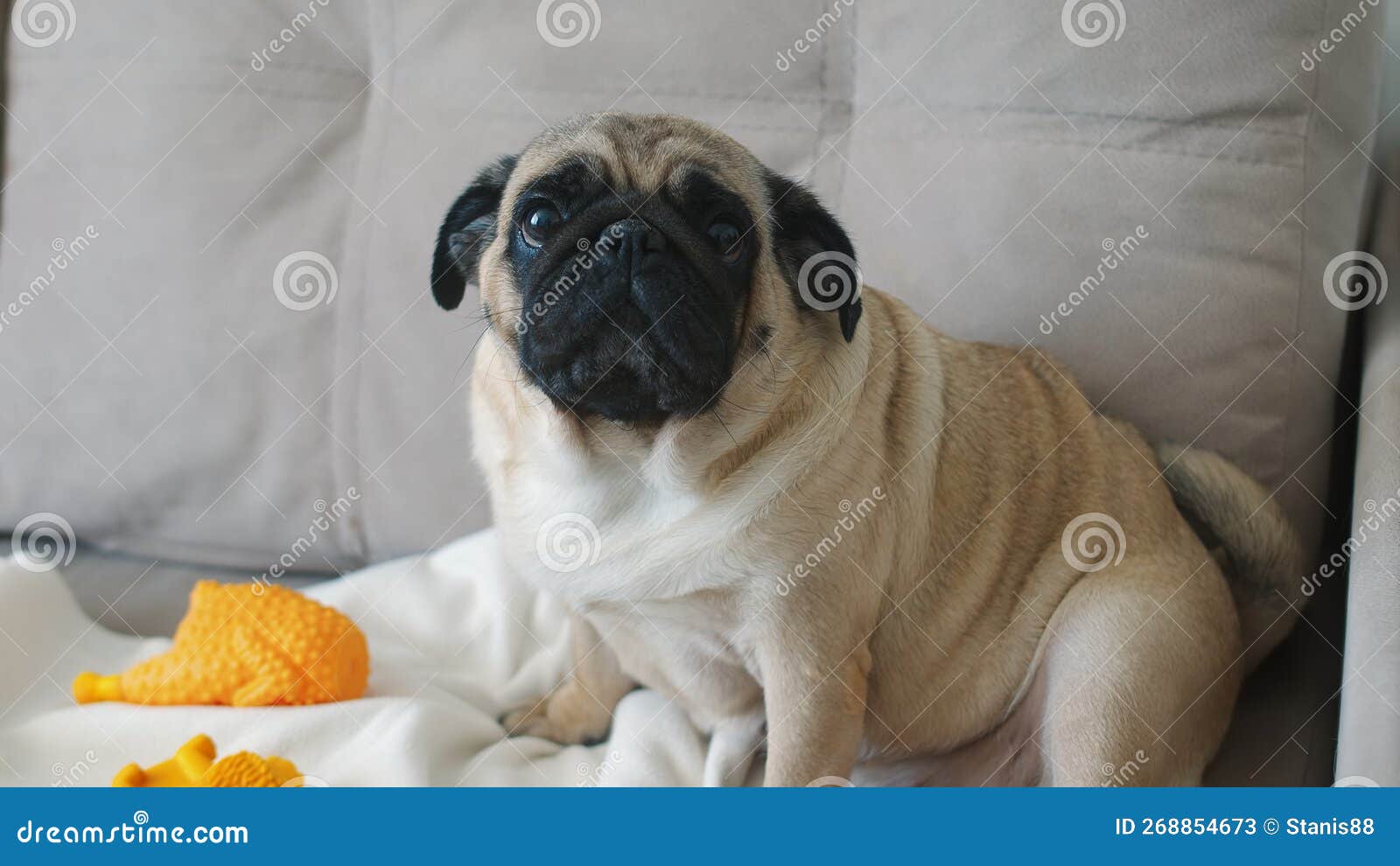 A Cute Pug is Sitting on the Couch. Slow Motion Stock Image - Image of ...