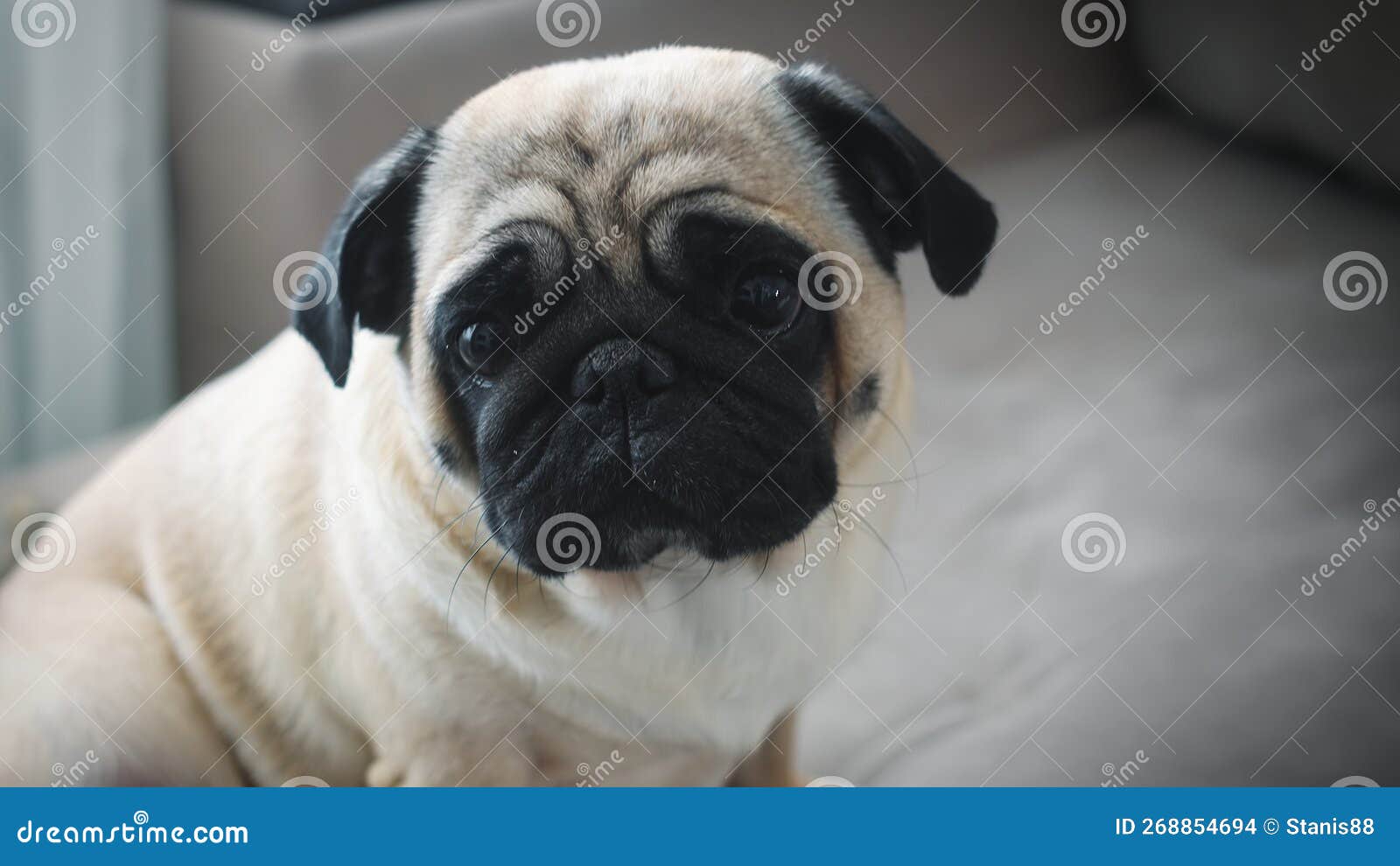 A Cute Pug is Sitting on the Couch. Slow Motion Stock Photo - Image of ...