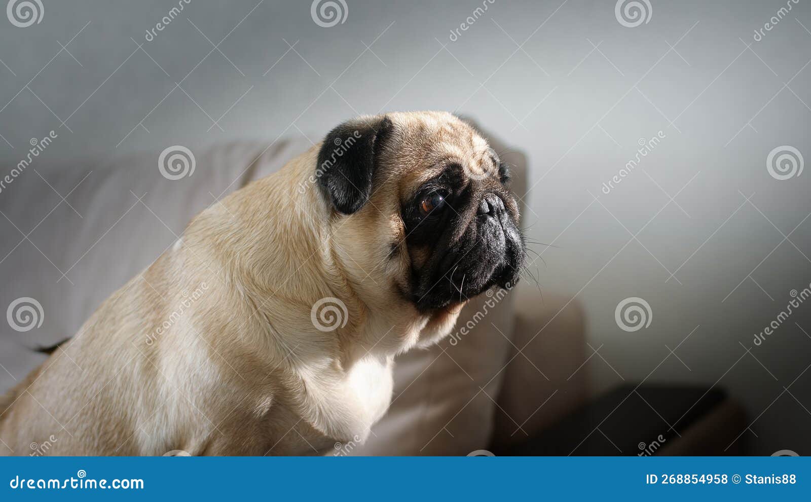 A Cute Pug is Sitting on the Couch. Slow Motion Stock Photo - Image of ...