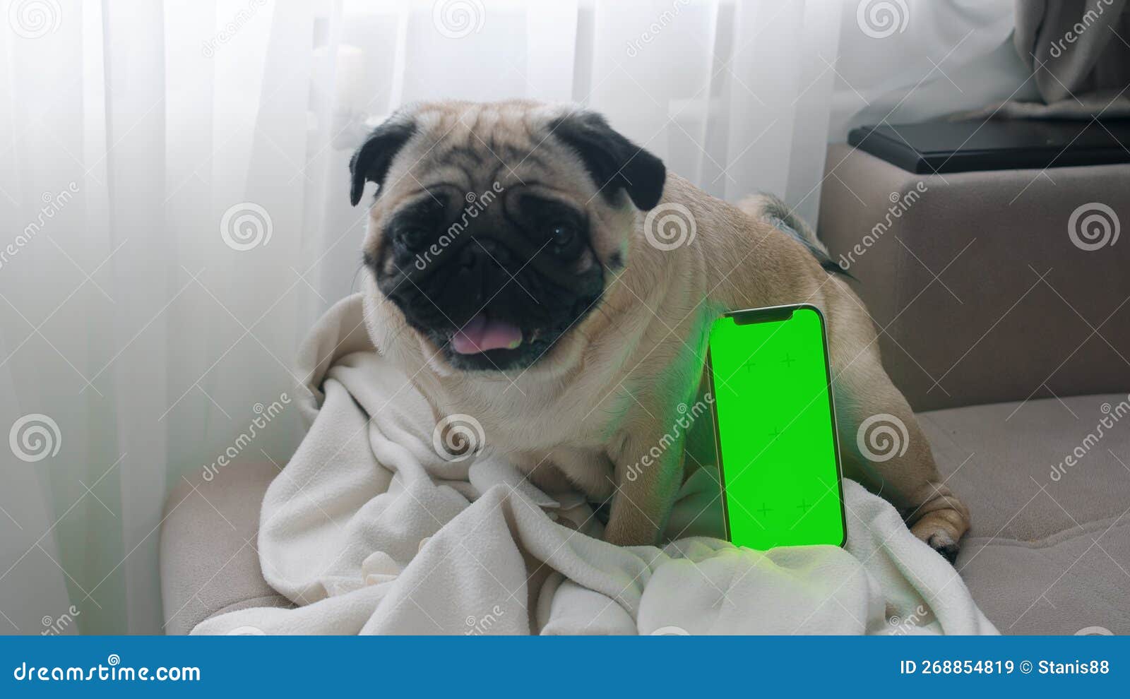 A Cute Pug is Sitting on a Sofa with a Green Screen Phone Stock Image ...