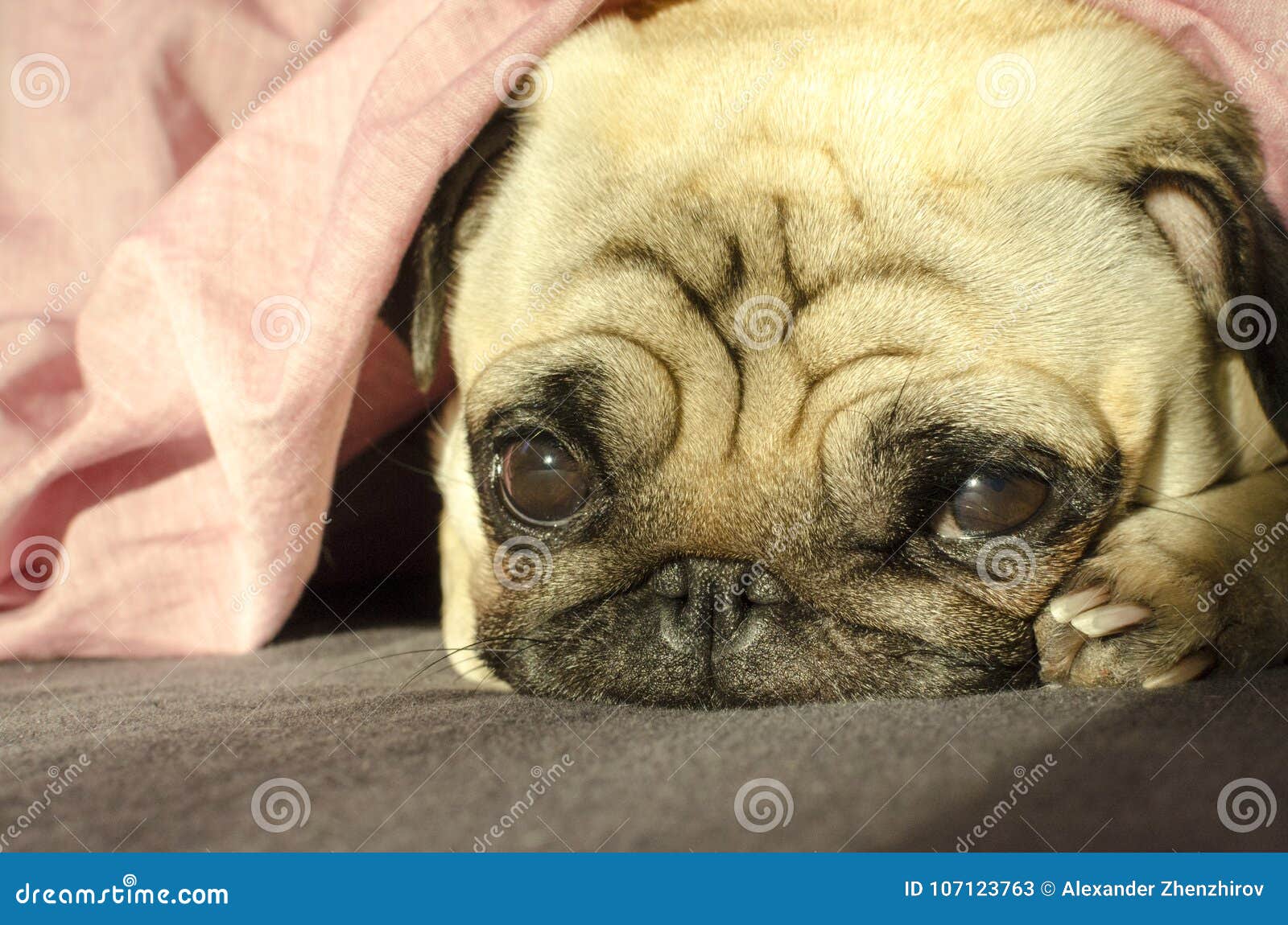 Cute Pug is Sleeping in the Bed Stock Image - Image of background ...