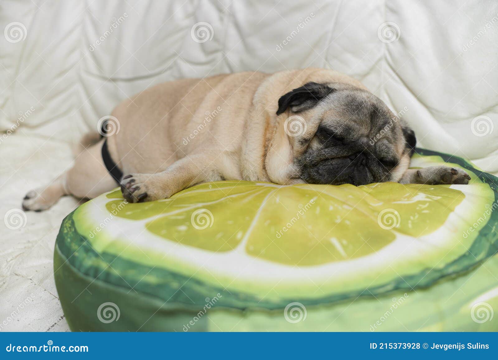 Cute Pug Sleeping on the Lime Shaped Pillow during the Day. Stock Photo ...