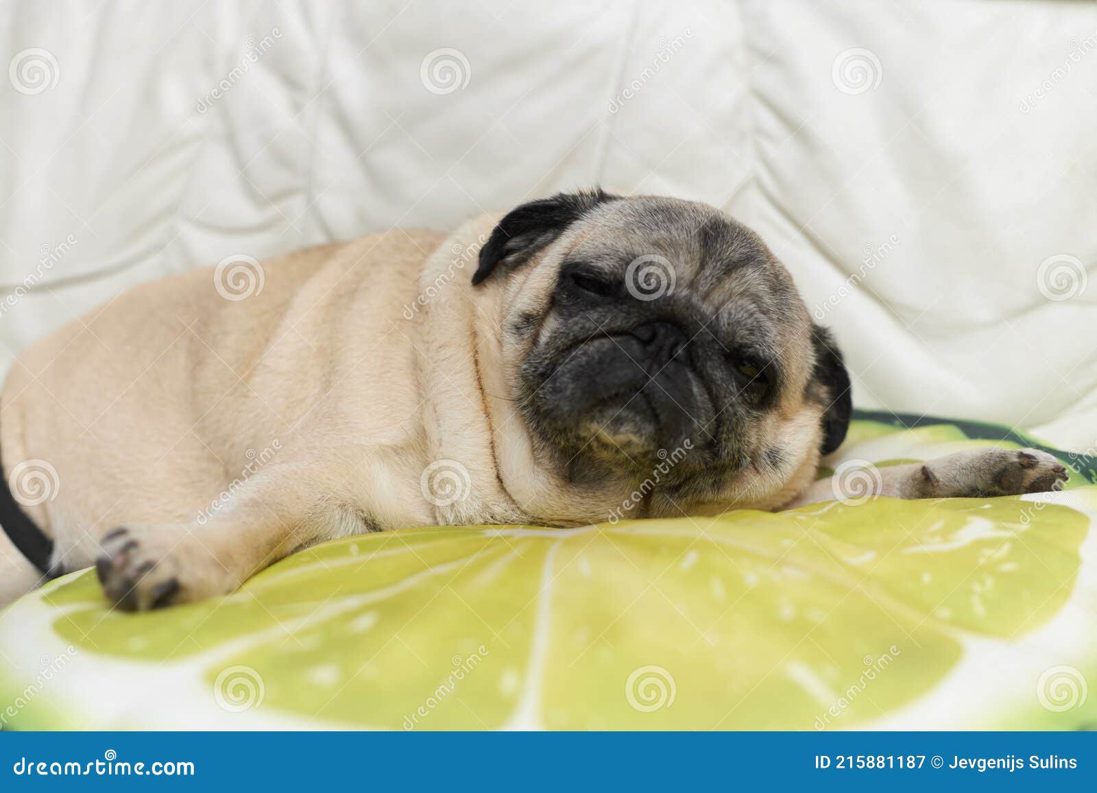 Cute Pug Sleeping on the Lime Shaped Pillow during the Day. Stock Image ...