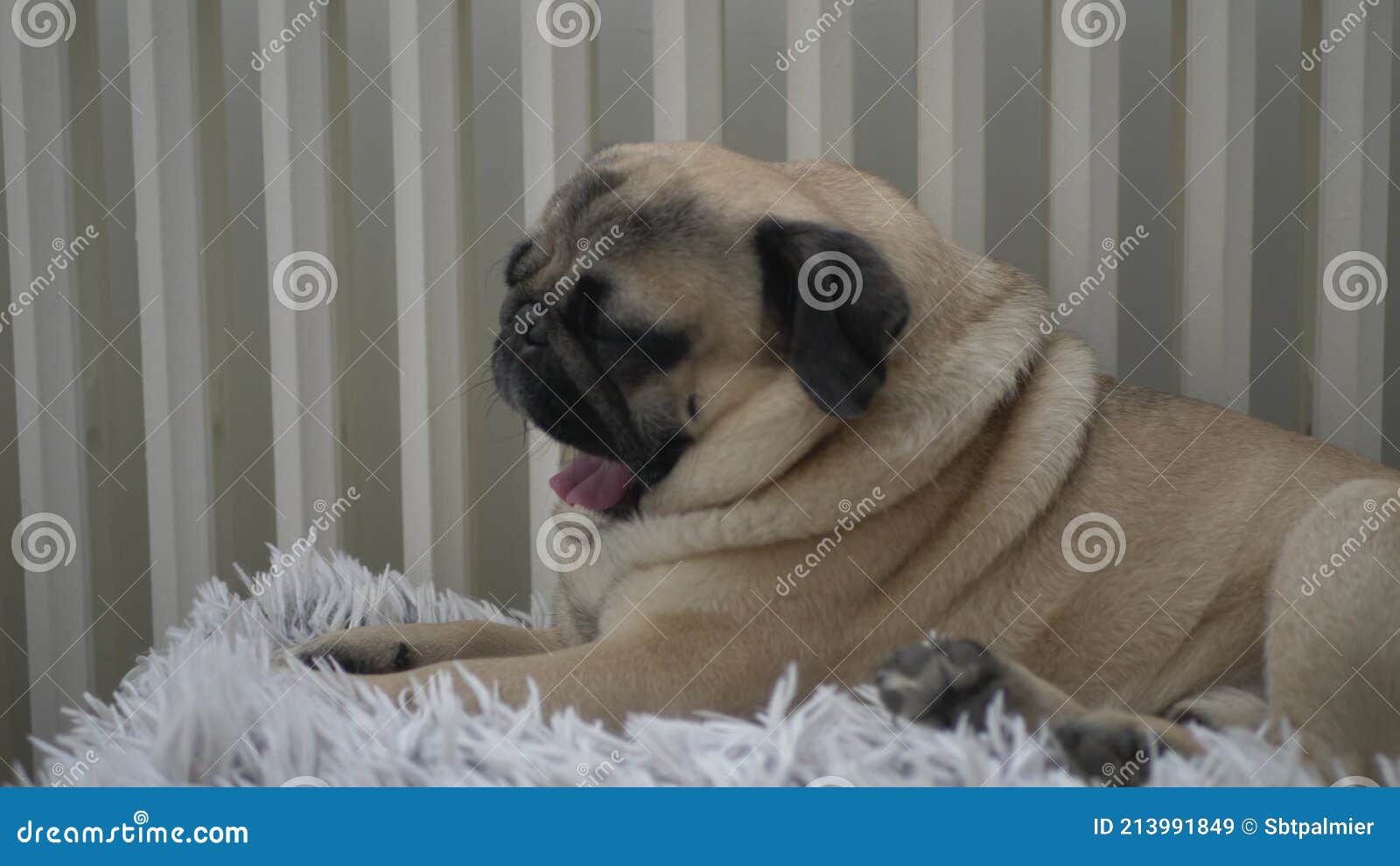 Cute Dog Laying Down on Couch Stock Video - Video of cheerful, home ...