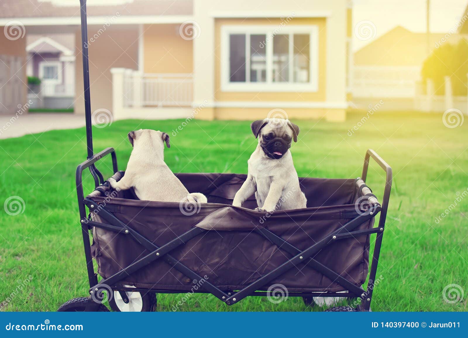 Cute Pug in truck stock photo. Image of garden, friend - 140397400