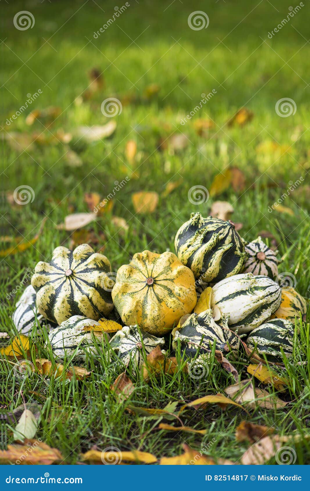 Cute pumpkins stock image. Image of fall, fresh, orange - 82514817