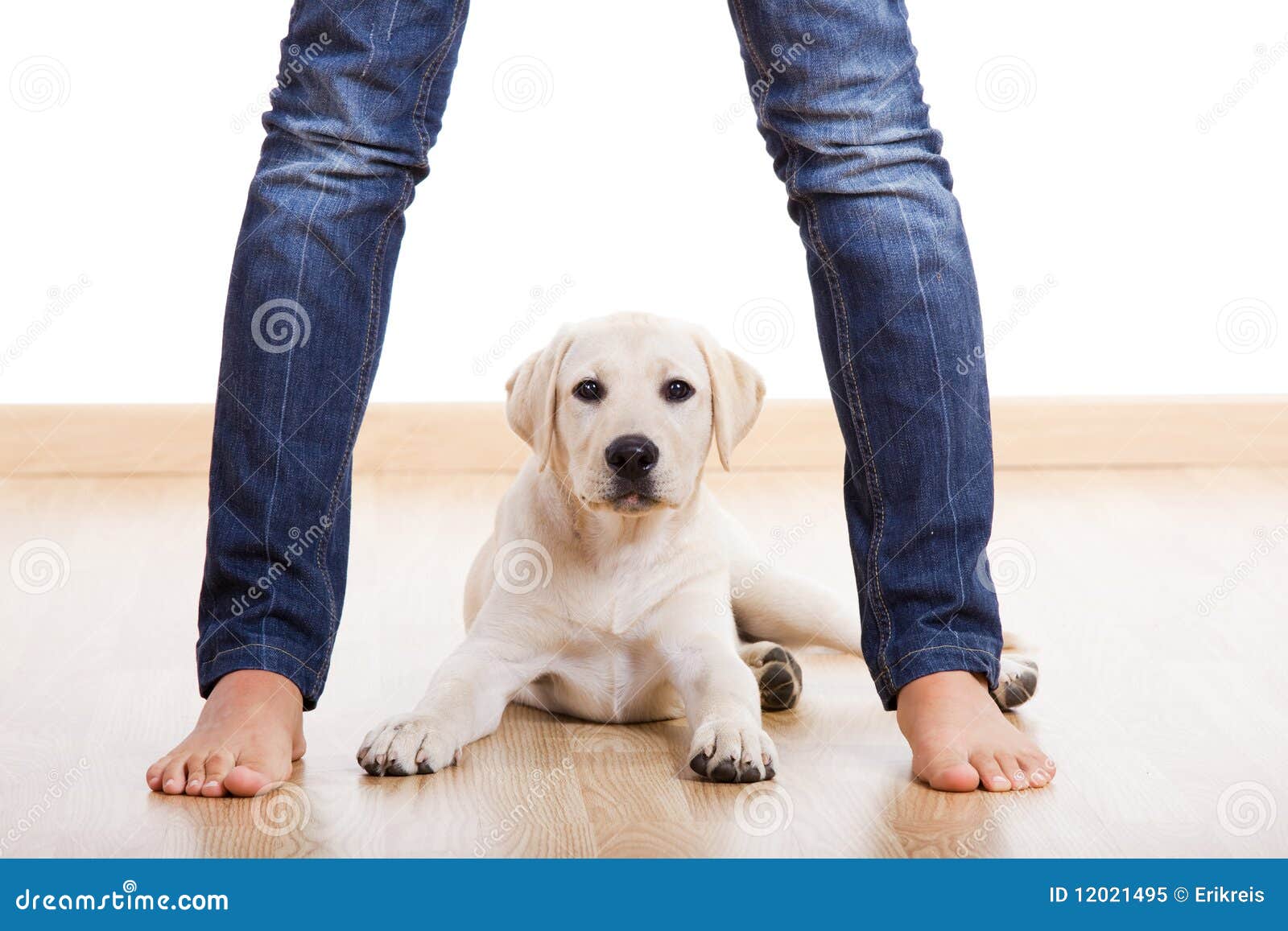 Cute pupie under the legs stock image. Image of life - 12021495