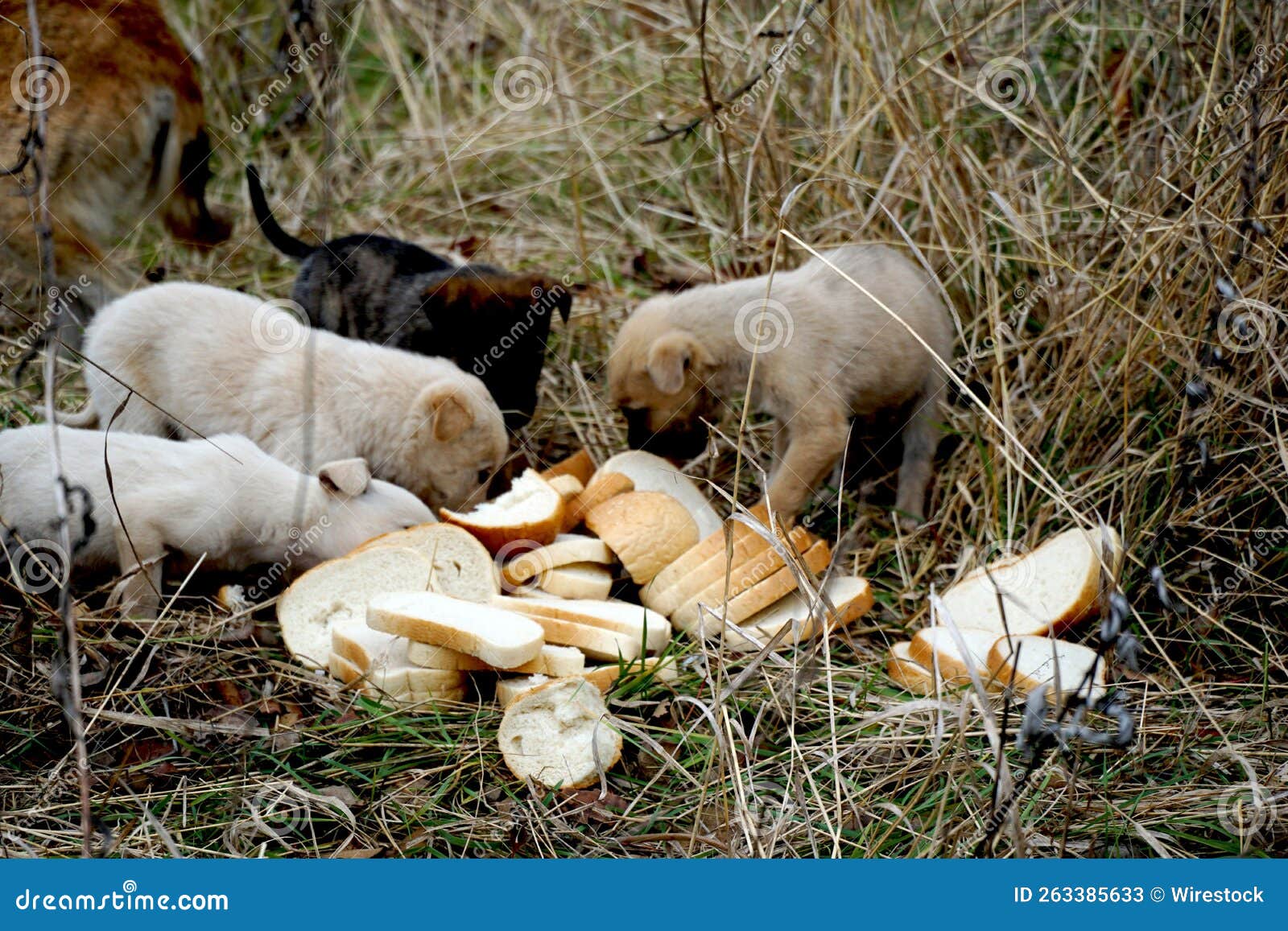 Puppies Eating Bread on Dry Grass Stock Image - Image of meal, bread ...