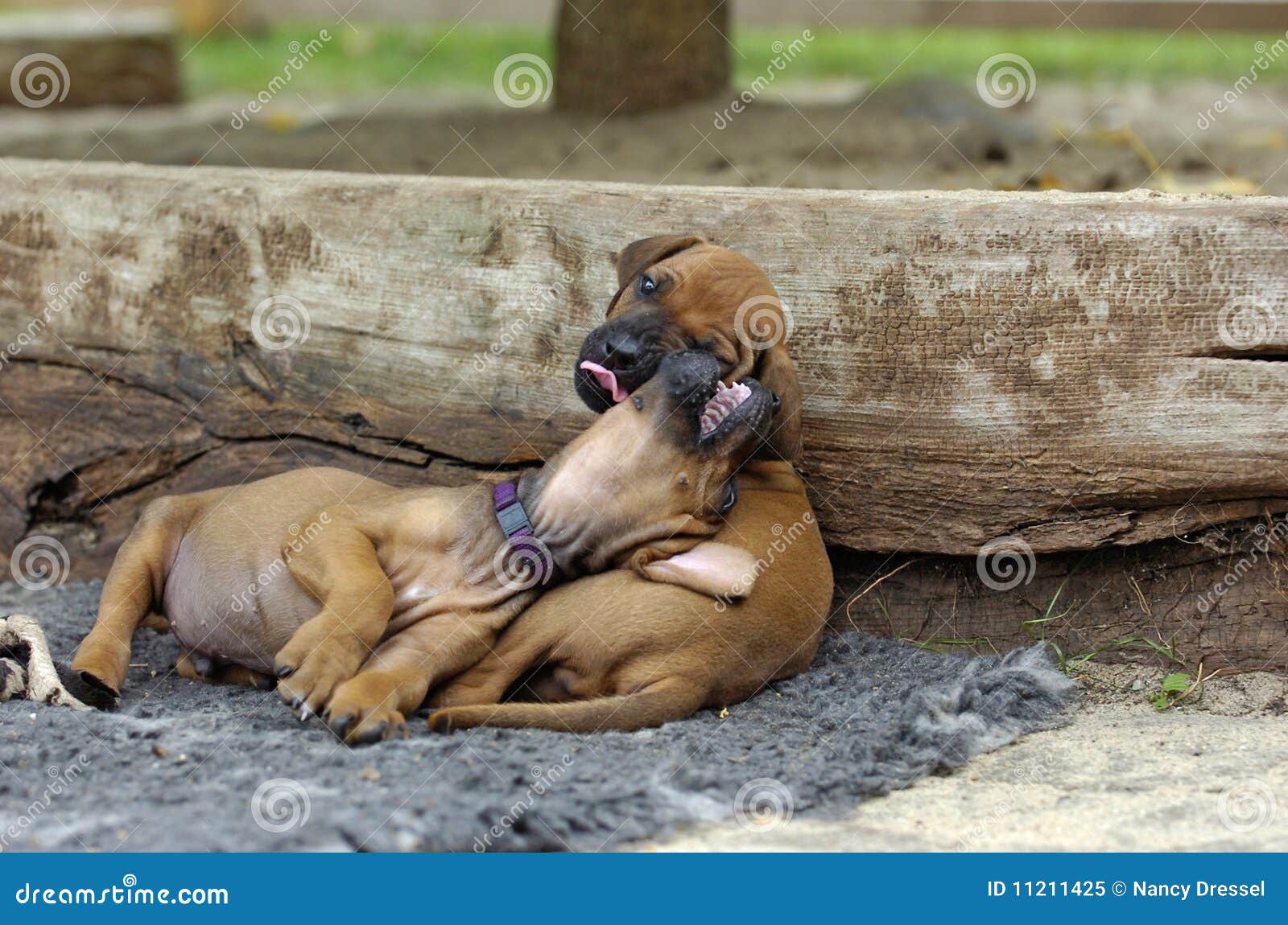 Cute puppies playing stock image. Image of activity, pets - 11211425
