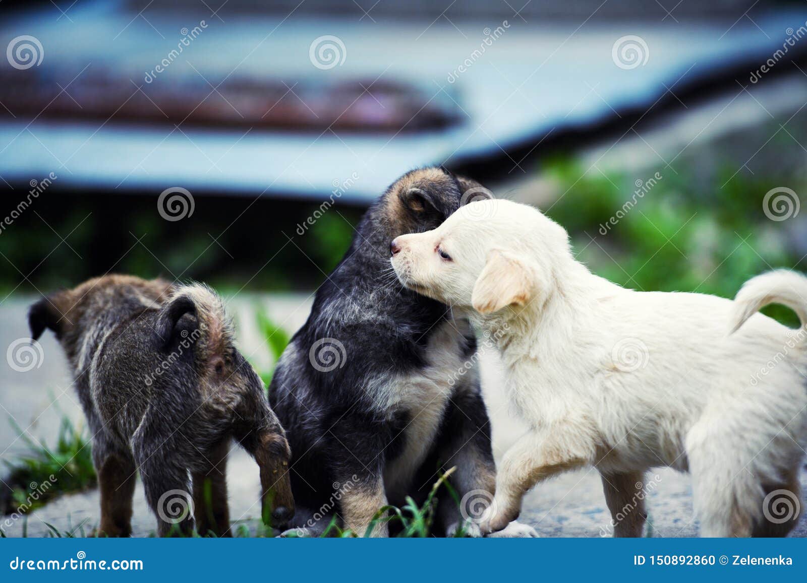 Cute puppies playing stock photo. Image of green, nature - 150892860