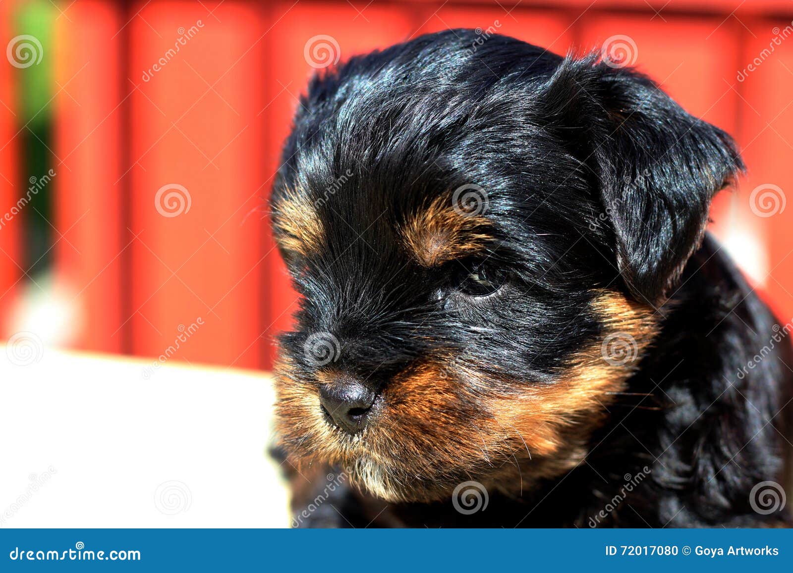 Cute Puppies Playing Outside Stock Photo - Image of bulldog, purebred ...