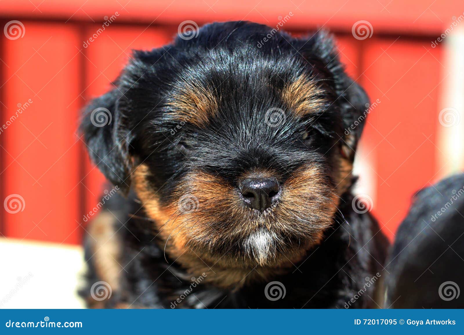 Cute Puppies Playing Outside Stock Image - Image of spring, grass: 72017095