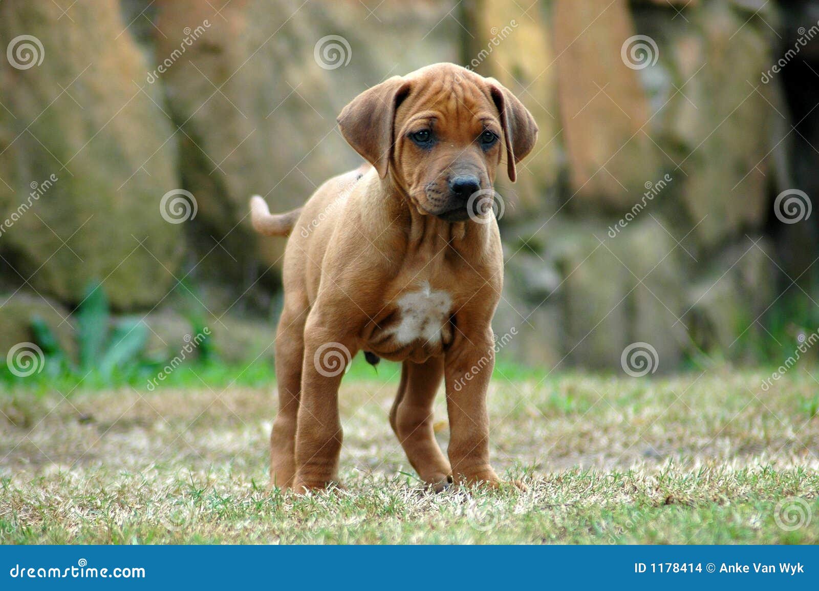Cute puppy stock photo. Image of mammals, carnivore, muzzle - 1178414
