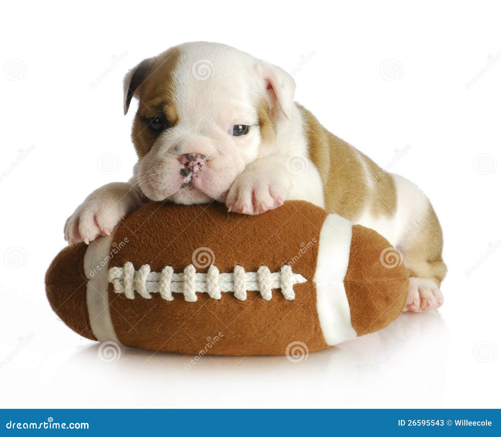 Puppies Playing Football