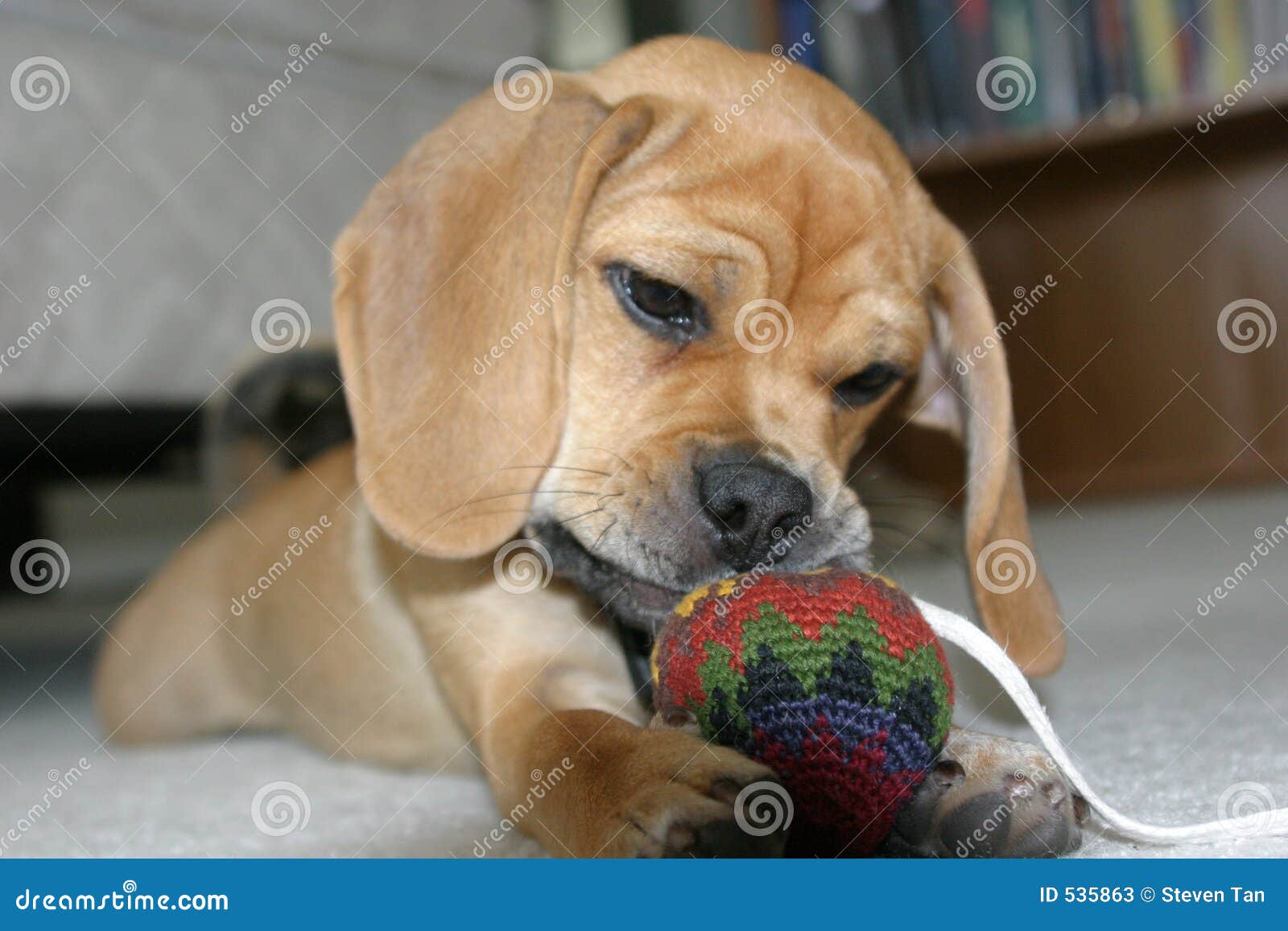 Cute Puppy stock image. Image of cute, doggy, puggle, playing - 535863