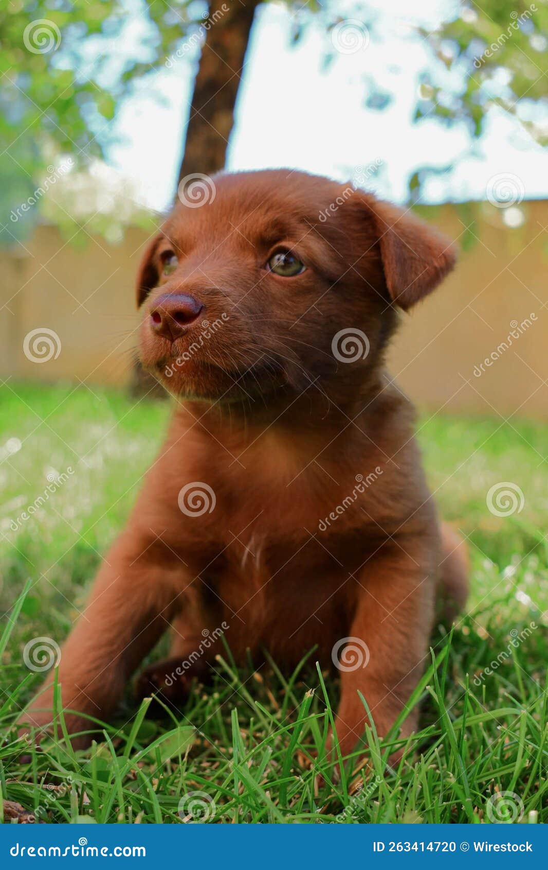Cute puppy in backyard stock photo. Image of eyes, mammal - 263414720
