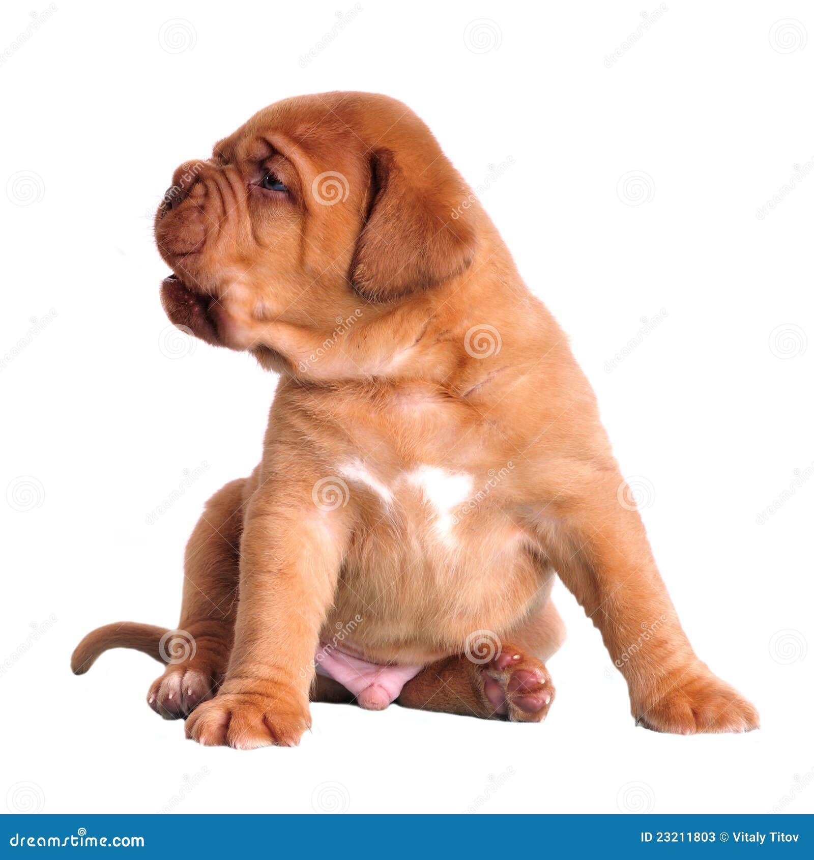 Cute puppy barking stock image. Image of bark, biting - 23211803