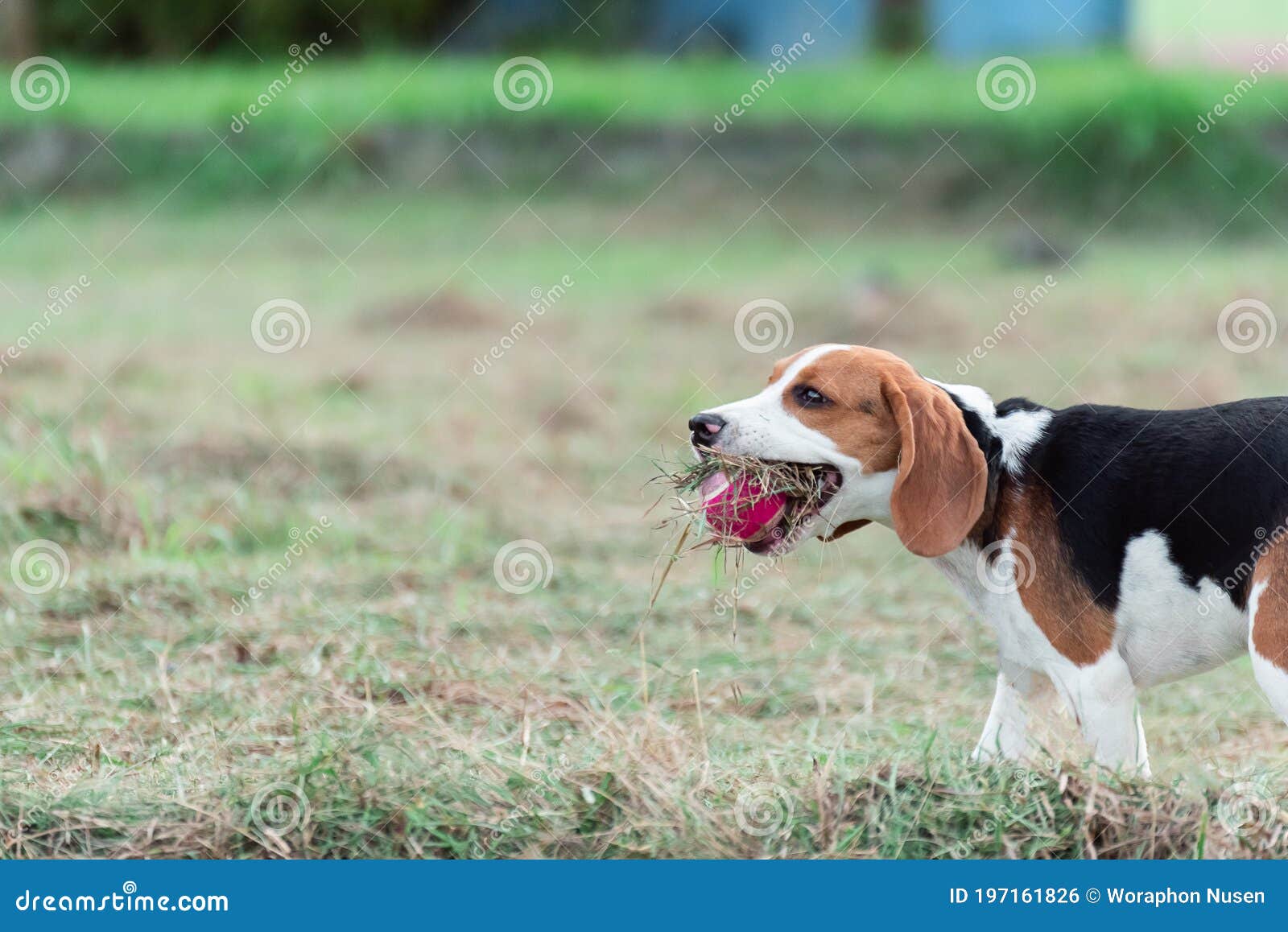 Cute Puppy Beagle Running and Playing with Ball on the Lawn Stock Photo ...