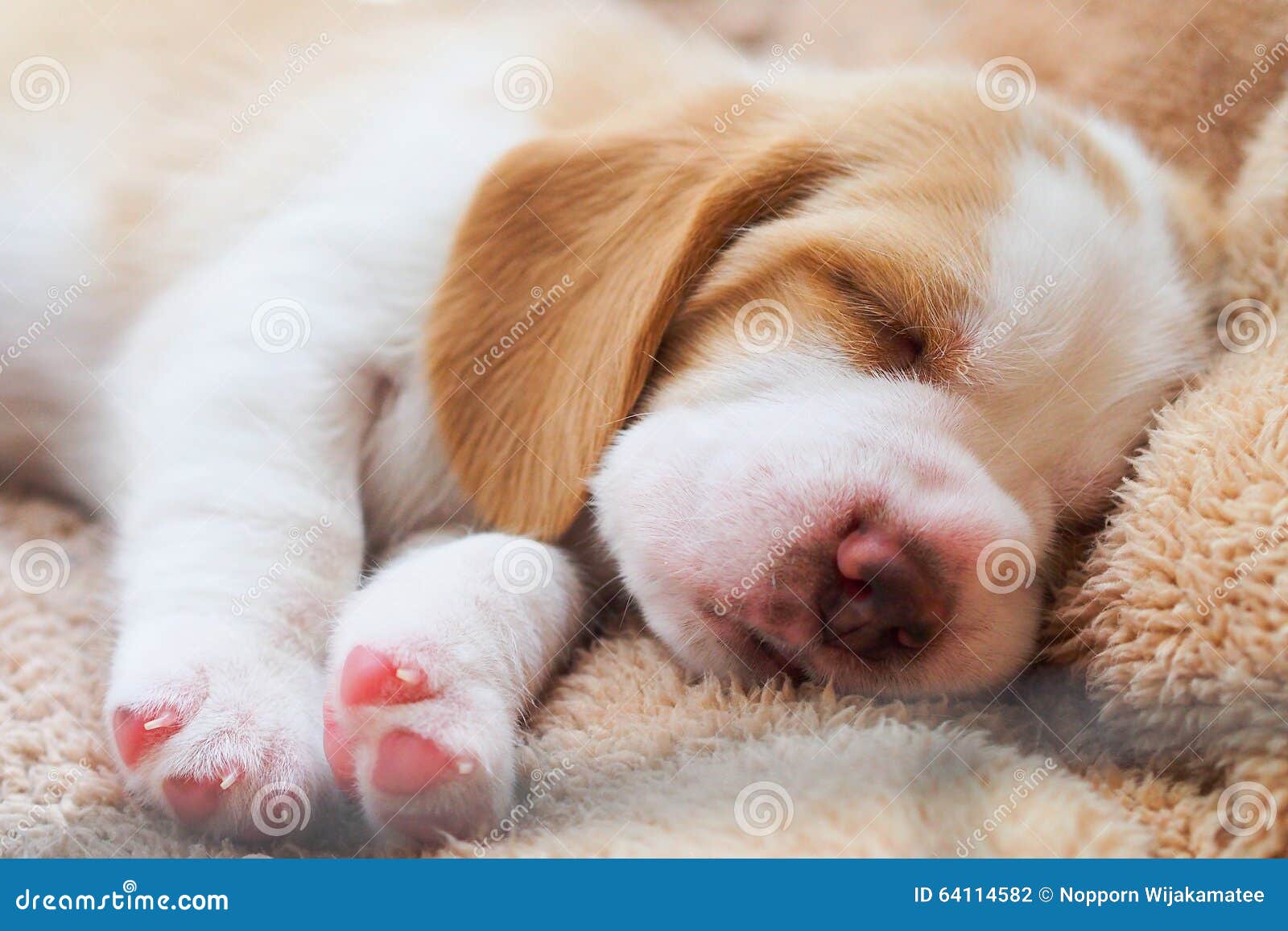 Cute Puppy Beagle sleep stock photo. Image of animals - 64114582