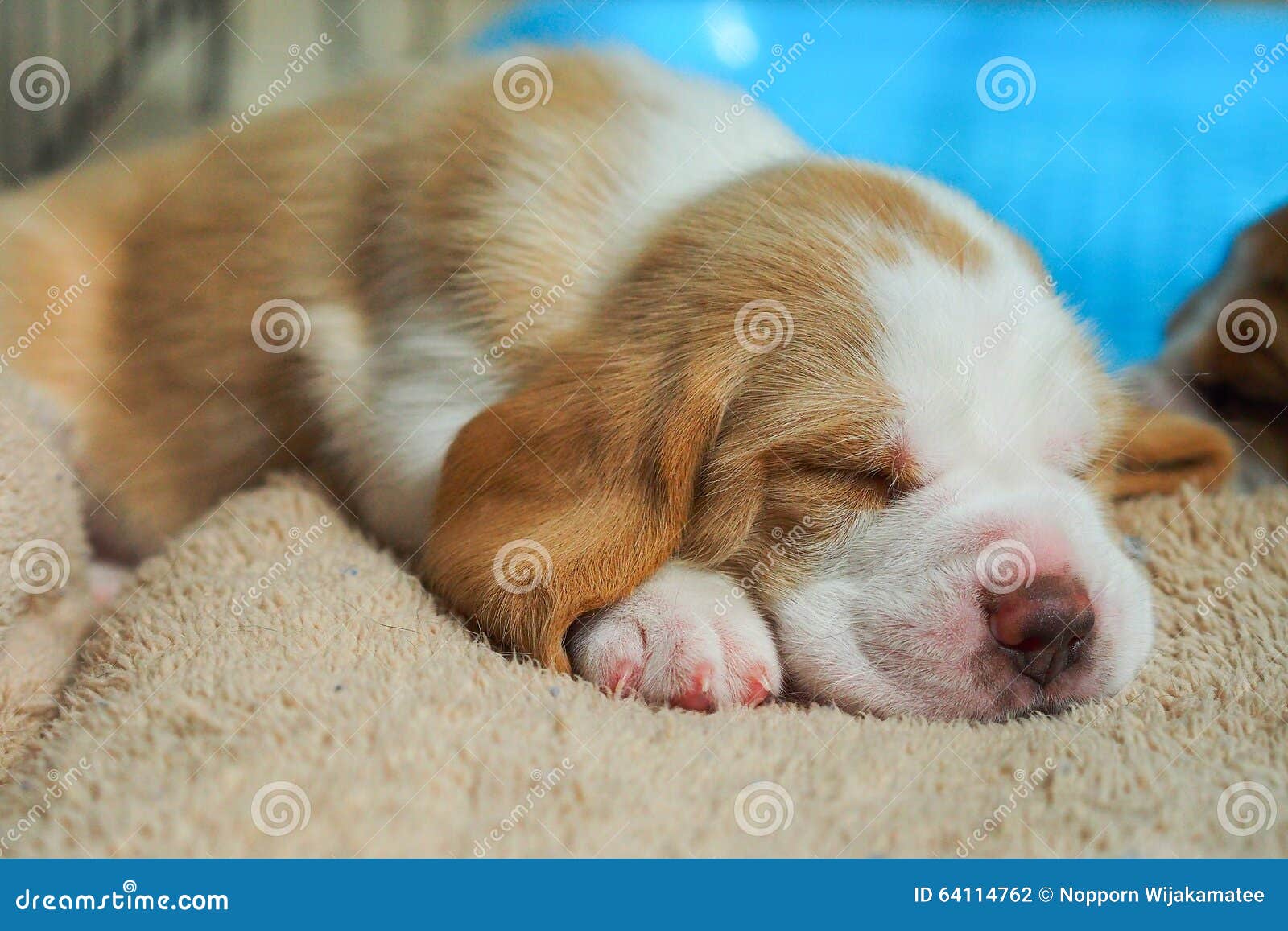Cute Puppy Beagle sleep stock photo. Image of eyes, animals - 64114762
