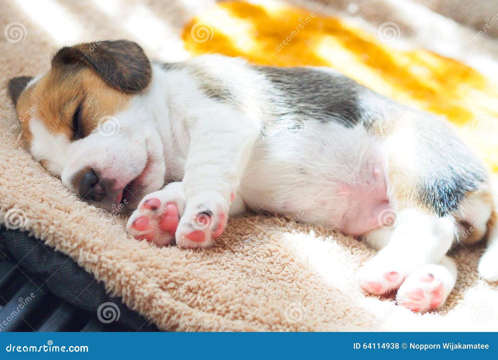 Cute Puppy Beagle sleeping stock photo. Image of eyes - 64114938