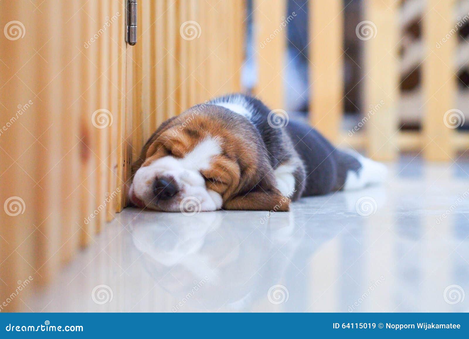Cute Puppy Beagle sleeping stock image. Image of hound - 64115019