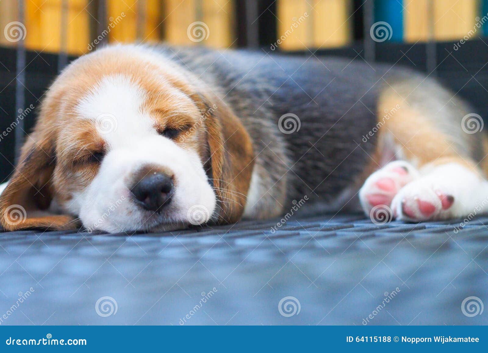 Cute Puppy Beagle sleeping stock photo. Image of beagle - 64115188