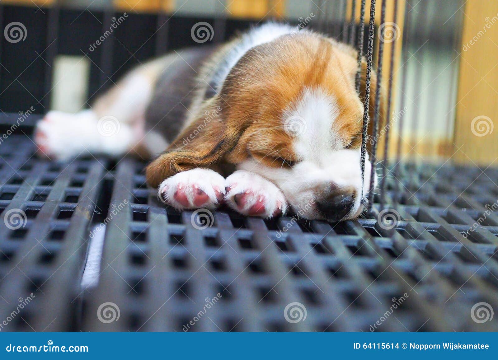 Cute Puppy Beagle sleeping stock photo. Image of sleeping - 64115614