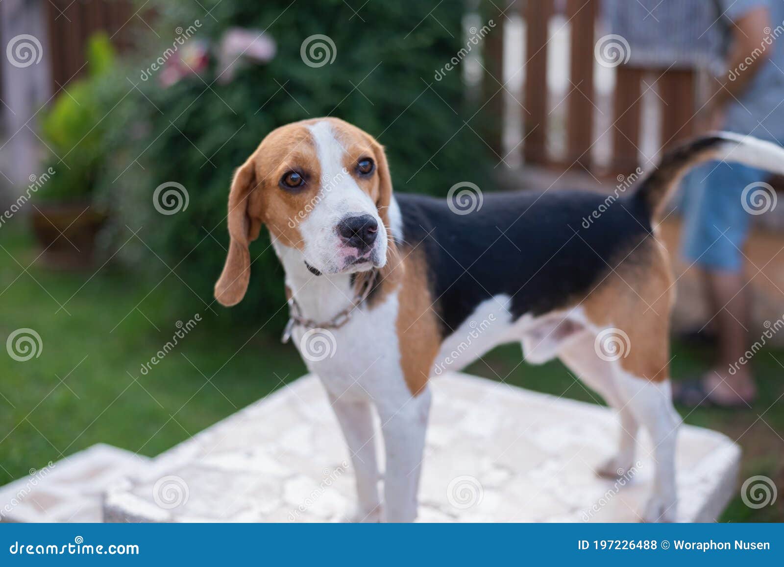 Cute Puppy Beagle Standing on White Table Stock Photo - Image of ...