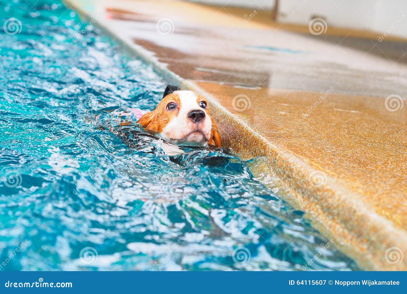 Cute Puppy Beagle swimming stock image. Image of cute - 64115607