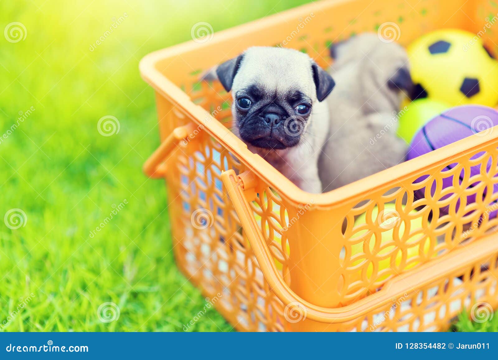 Cute puppy brown Pug stock photo. Image of happy, food - 128354482