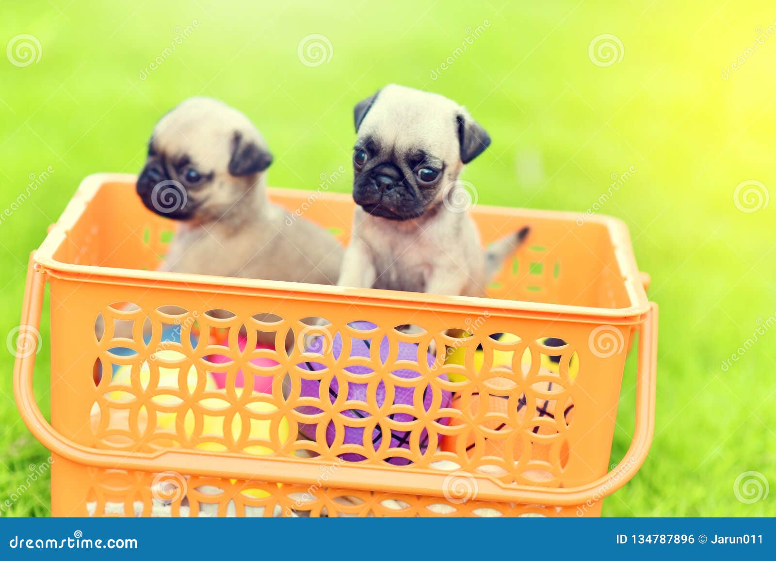 Cute puppy brown Pug stock photo. Image of detain, green - 134787896