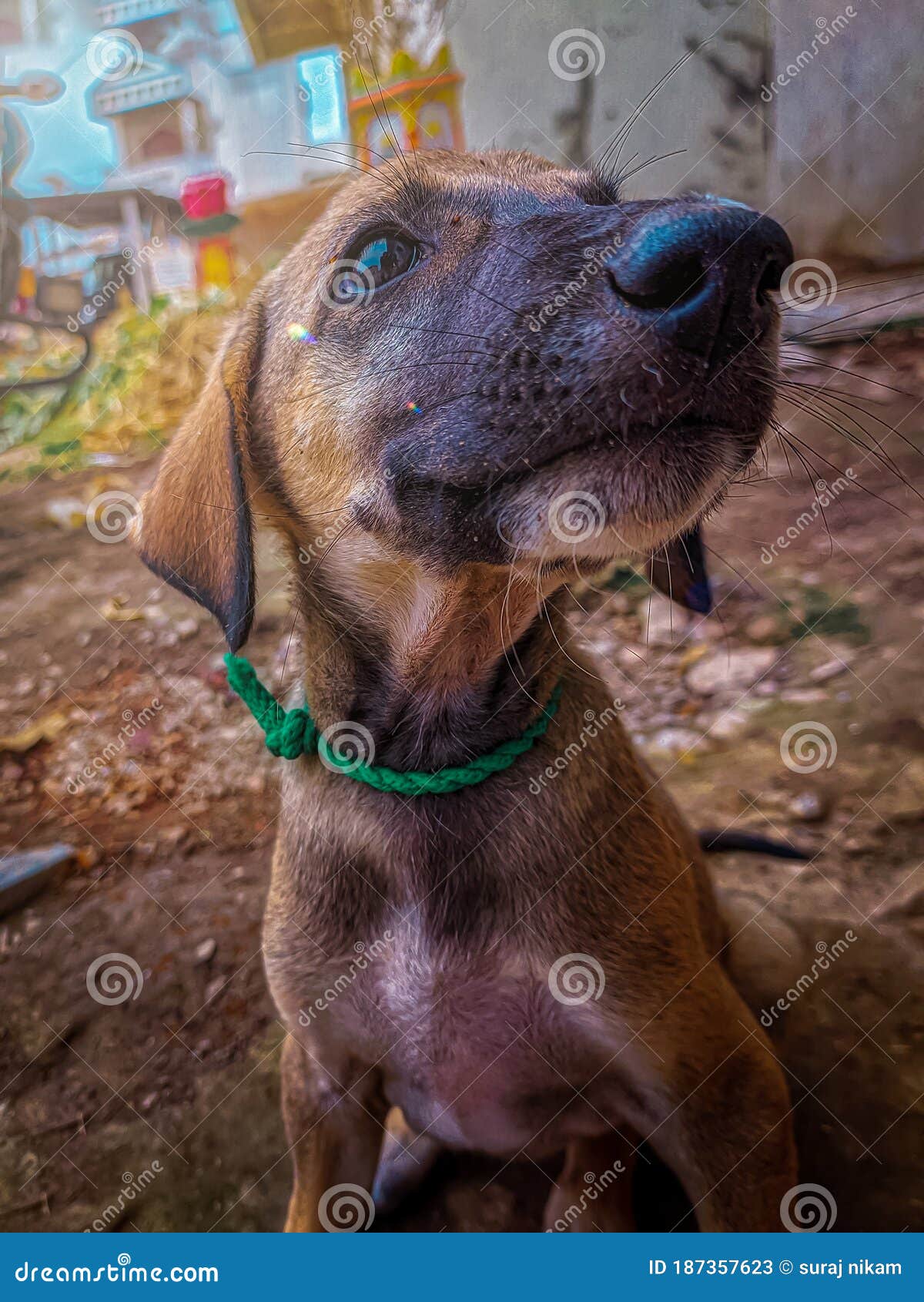 The cute puppy stock image. Image of dogsmile, cute - 187357623