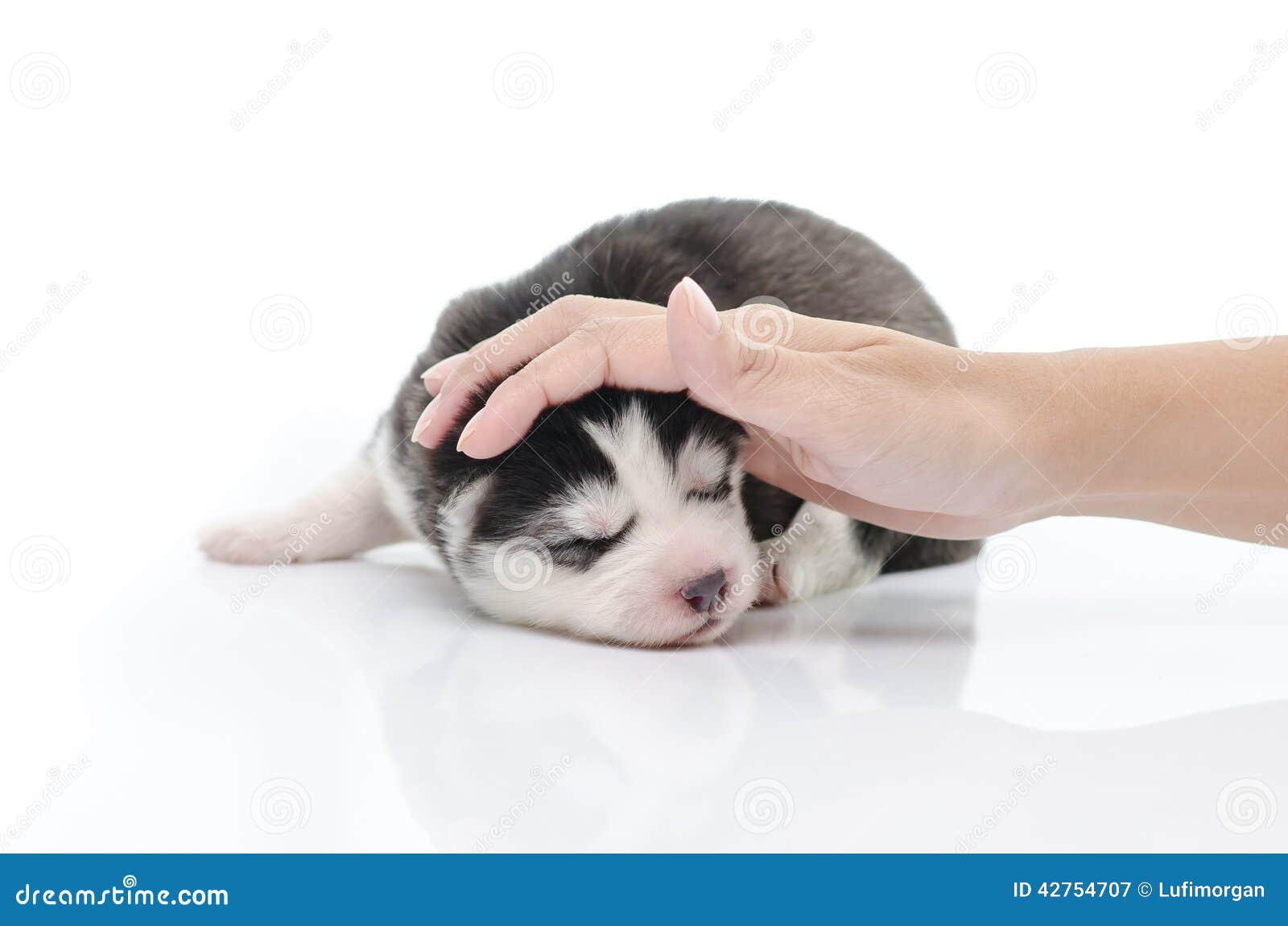 Cute Puppy with Caressing Hand on White Stock Image - Image of newborn ...